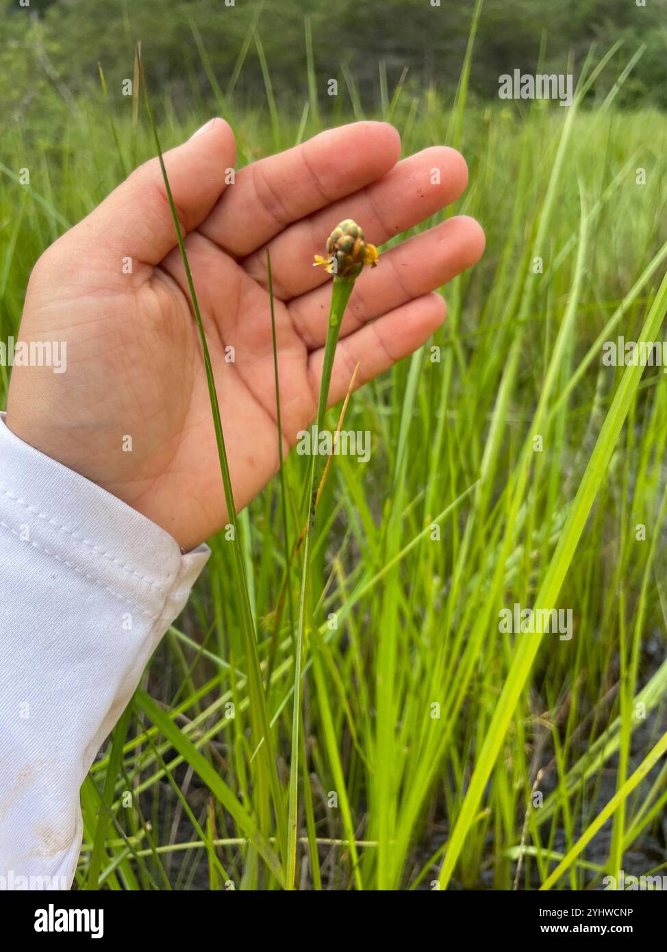 Blunt Spikerush (Eleocharis obtusa Stock Photo - Alamy