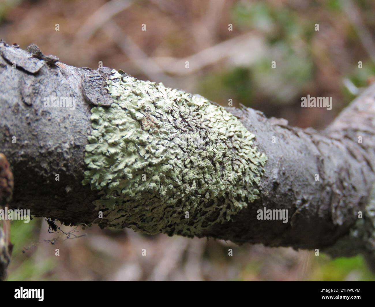 shield lichen (Parmelia sulcata Stock Photo - Alamy