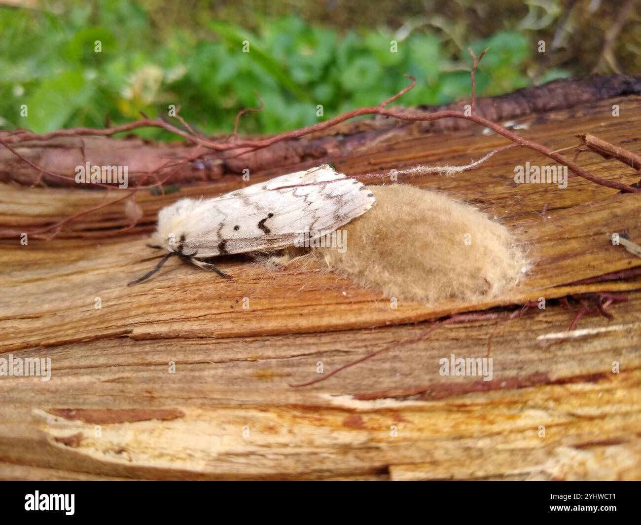 Spongy Moth (Lymantria dispar Stock Photo - Alamy
