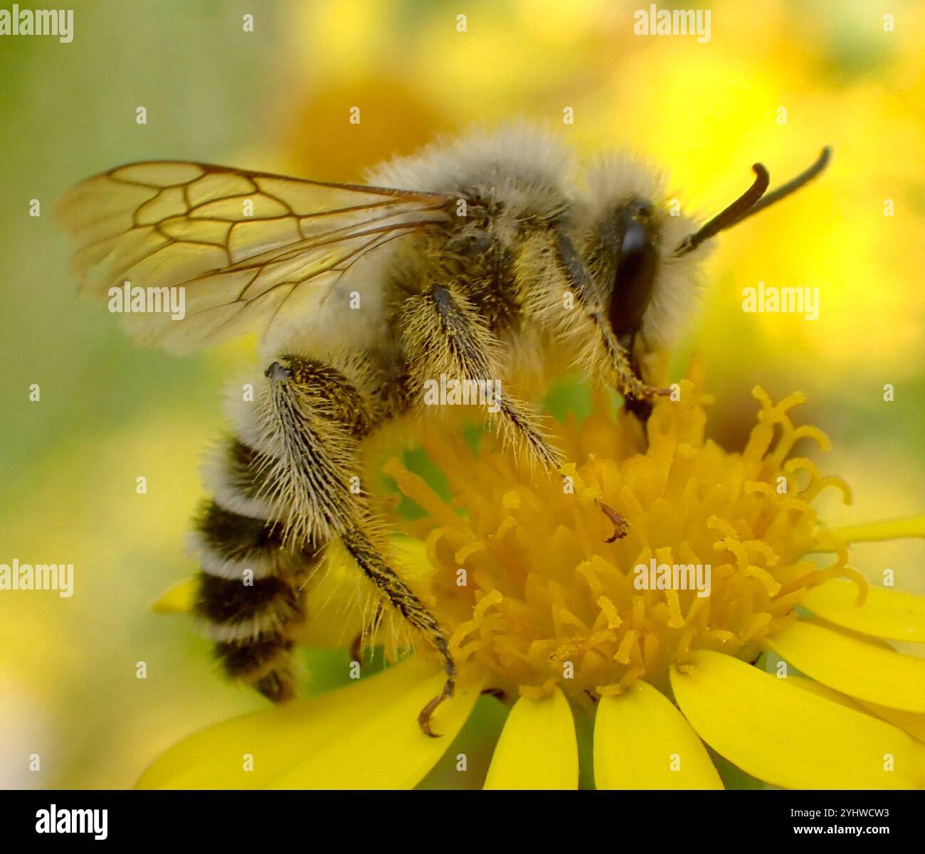Yellow-legged Mining Bee (Andrena flavipes Stock Photo - Alamy