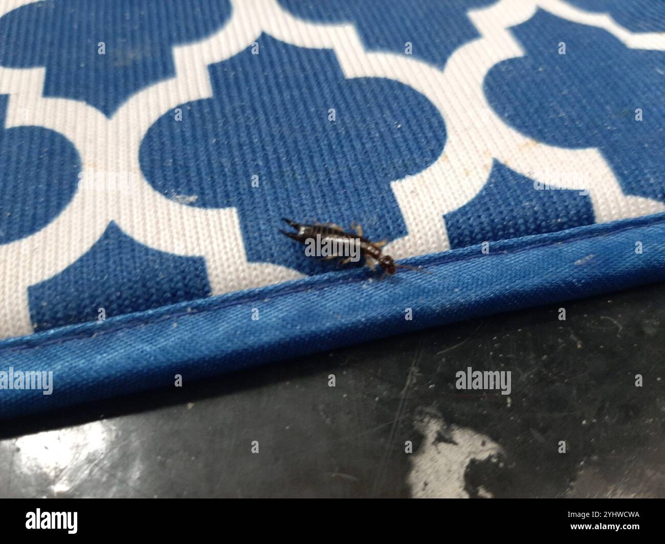 Euborellia annulipes hi-res stock photography and images - Alamy