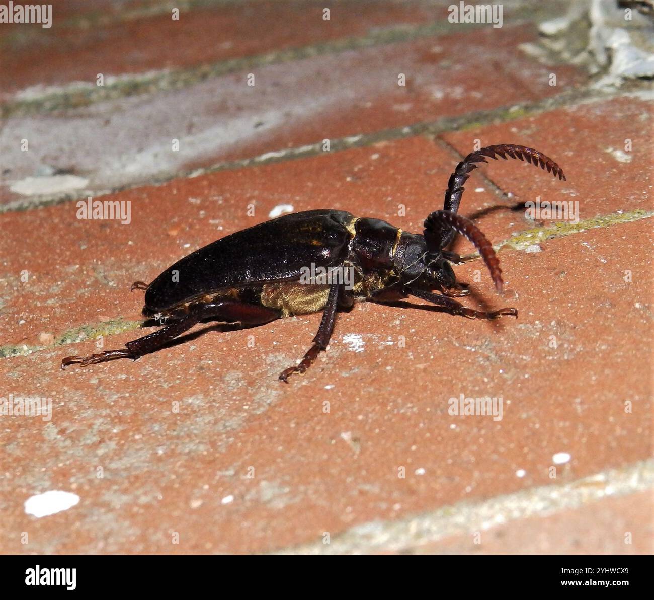 Prionus imbricornis hi-res stock photography and images - Alamy