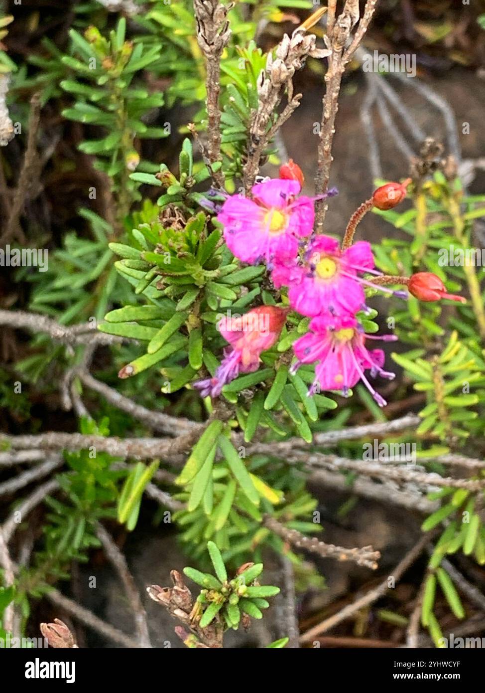 Purple Mountain-heath (Phyllodoce breweri Stock Photo - Alamy
