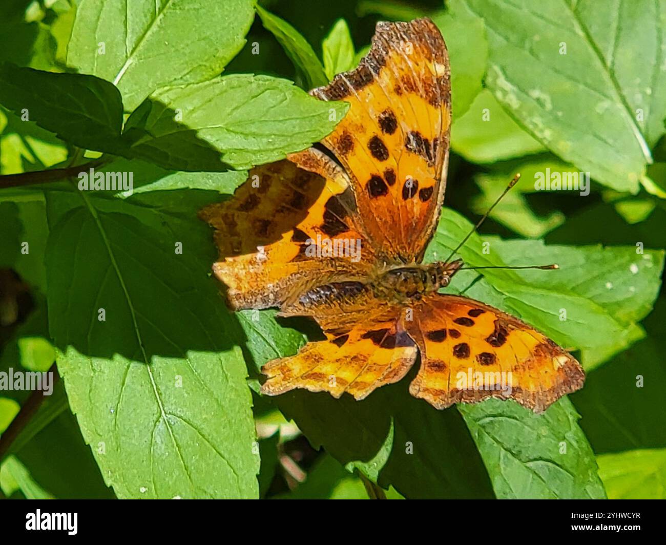 Satyr Comma (Polygonia satyrus Stock Photo - Alamy