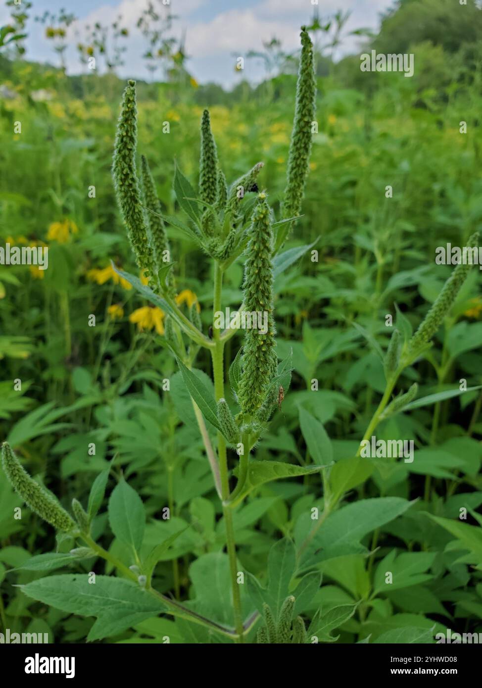 giant ragweed (Ambrosia trifida Stock Photo - Alamy