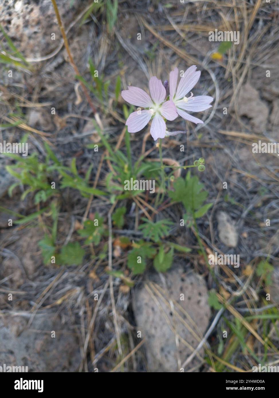 Oregon Checker-mallow (Sidalcea oregana Stock Photo - Alamy
