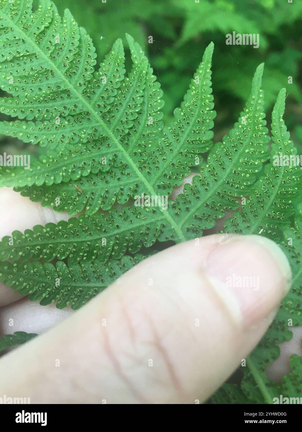 broad beech fern (Phegopteris hexagonoptera Stock Photo - Alamy