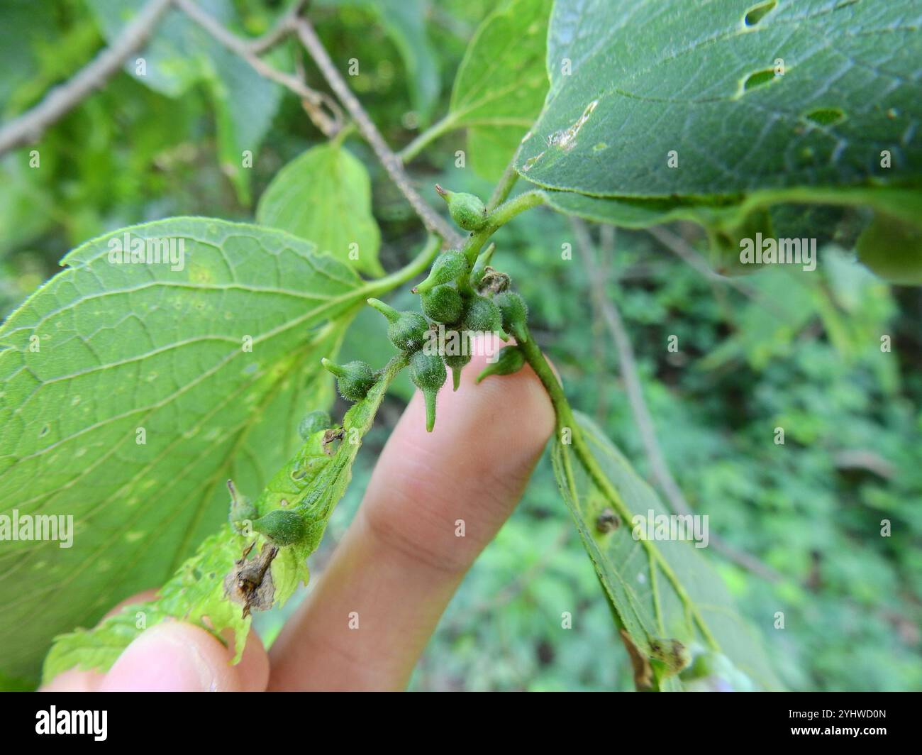 Hackberry Tenpin Gall Midge (Celticecis ovata Stock Photo - Alamy