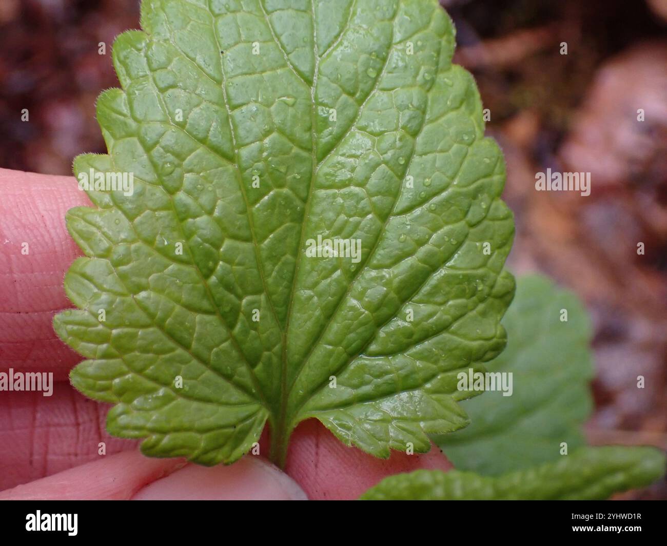 mint family (Lamiaceae Stock Photo - Alamy