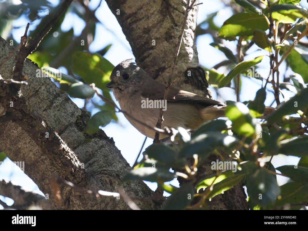 Oak Titmouse (Baeolophus inornatus Stock Photo - Alamy
