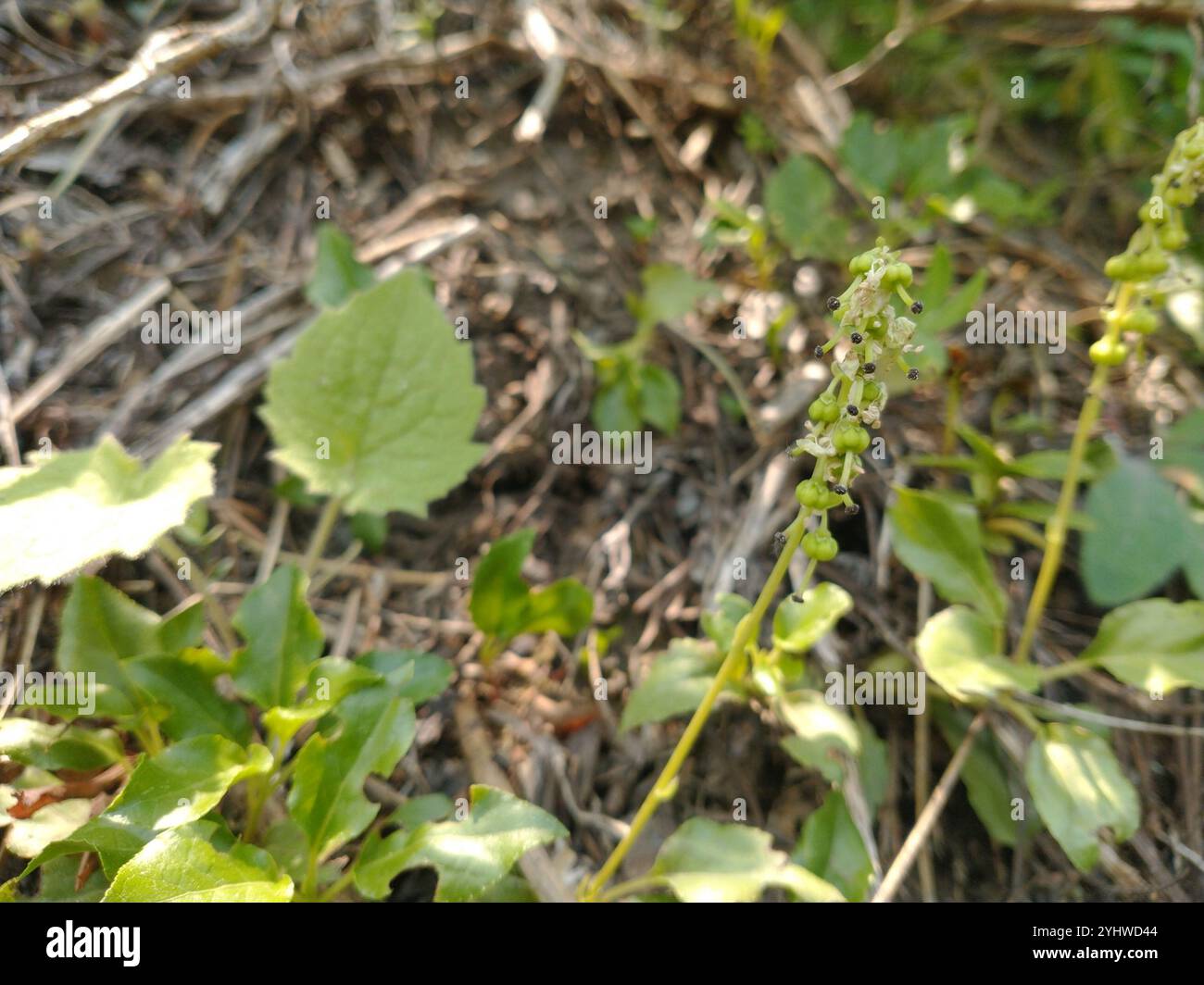 one-sided wintergreen (Orthilia secunda Stock Photo - Alamy