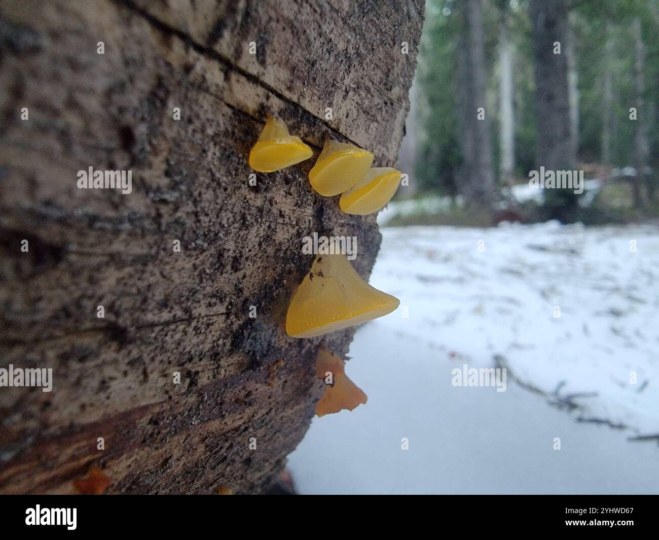 alpine jelly cone (Guepiniopsis alpina Stock Photo - Alamy