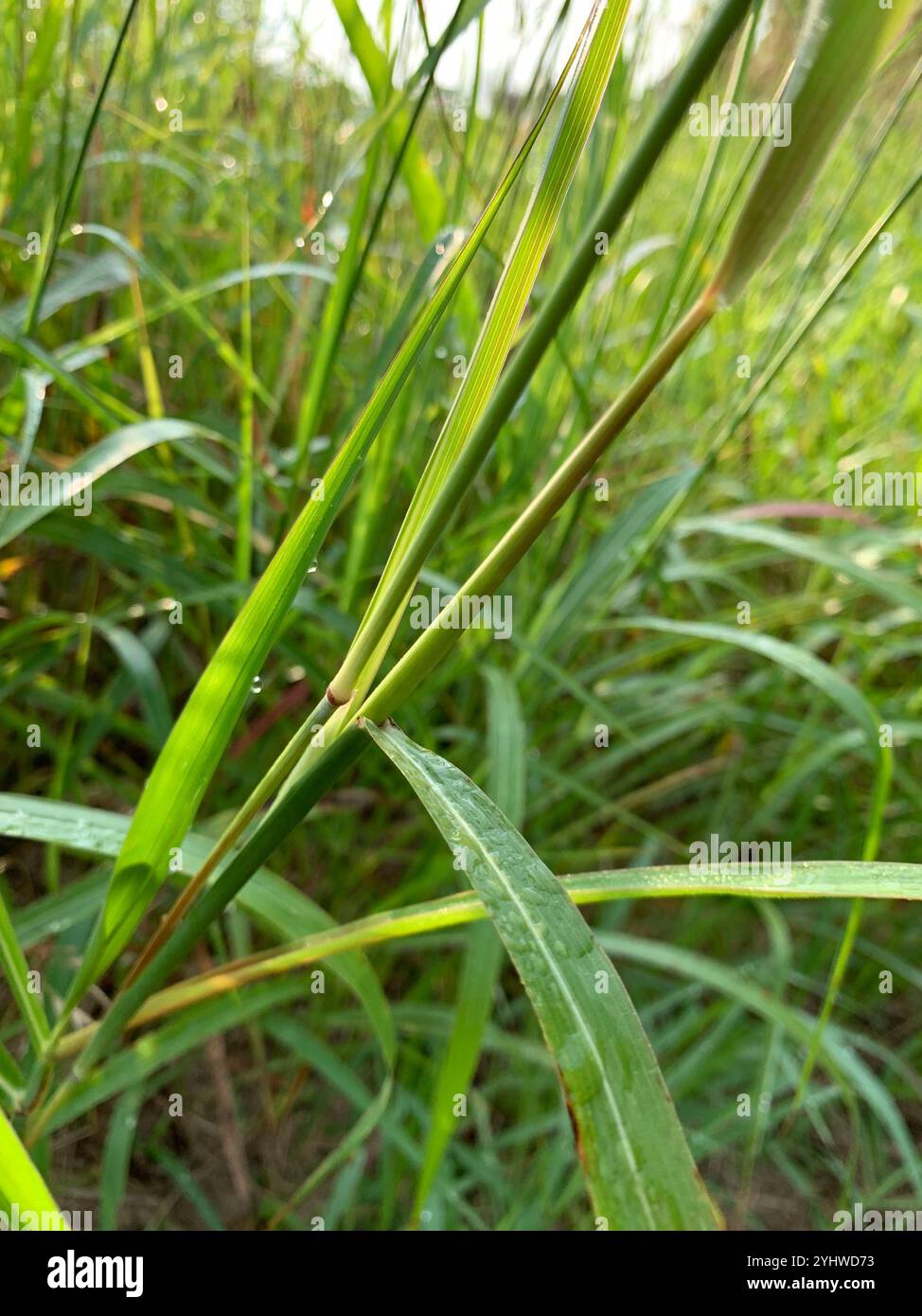 Johnson grass (Sorghum halepense Stock Photo - Alamy