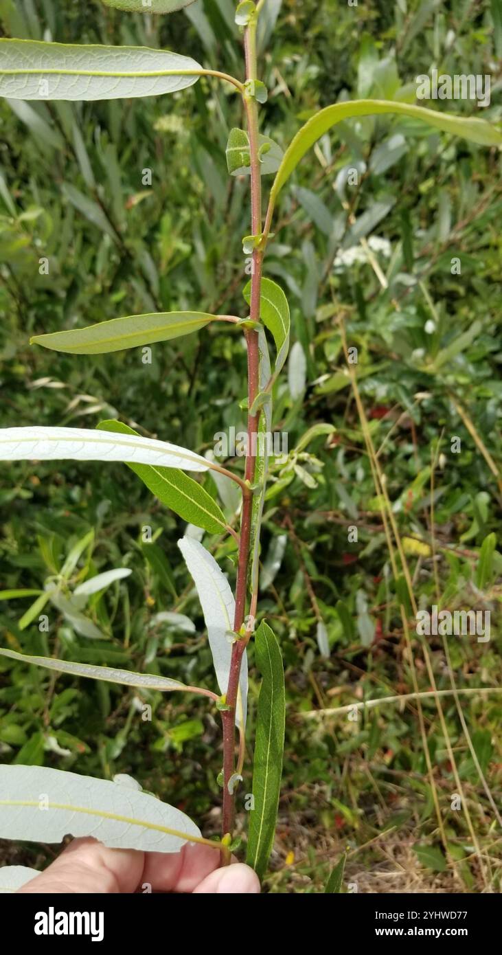 red willow (Salix laevigata Stock Photo - Alamy