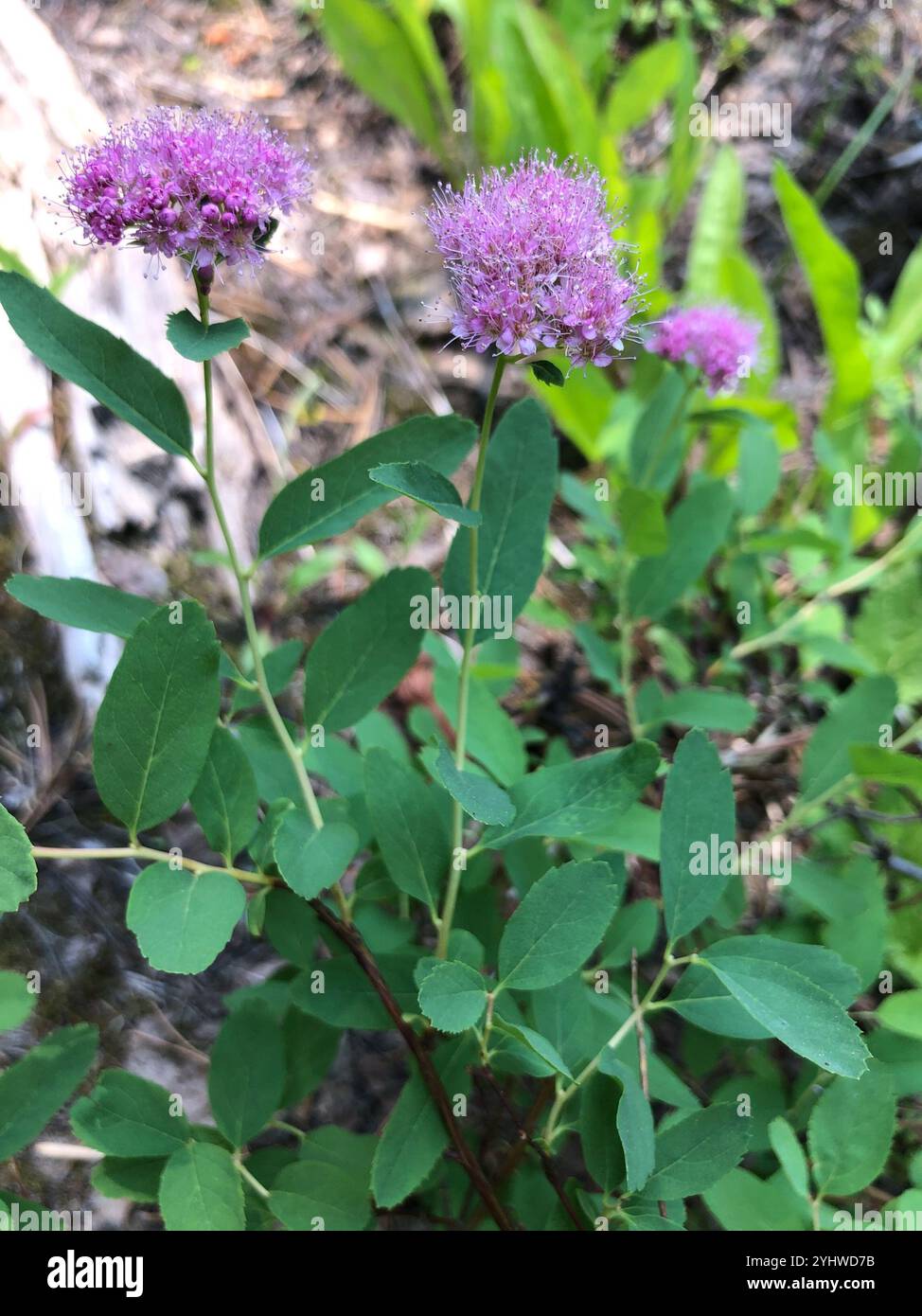 Mountain Spirea (Spiraea splendens Stock Photo - Alamy