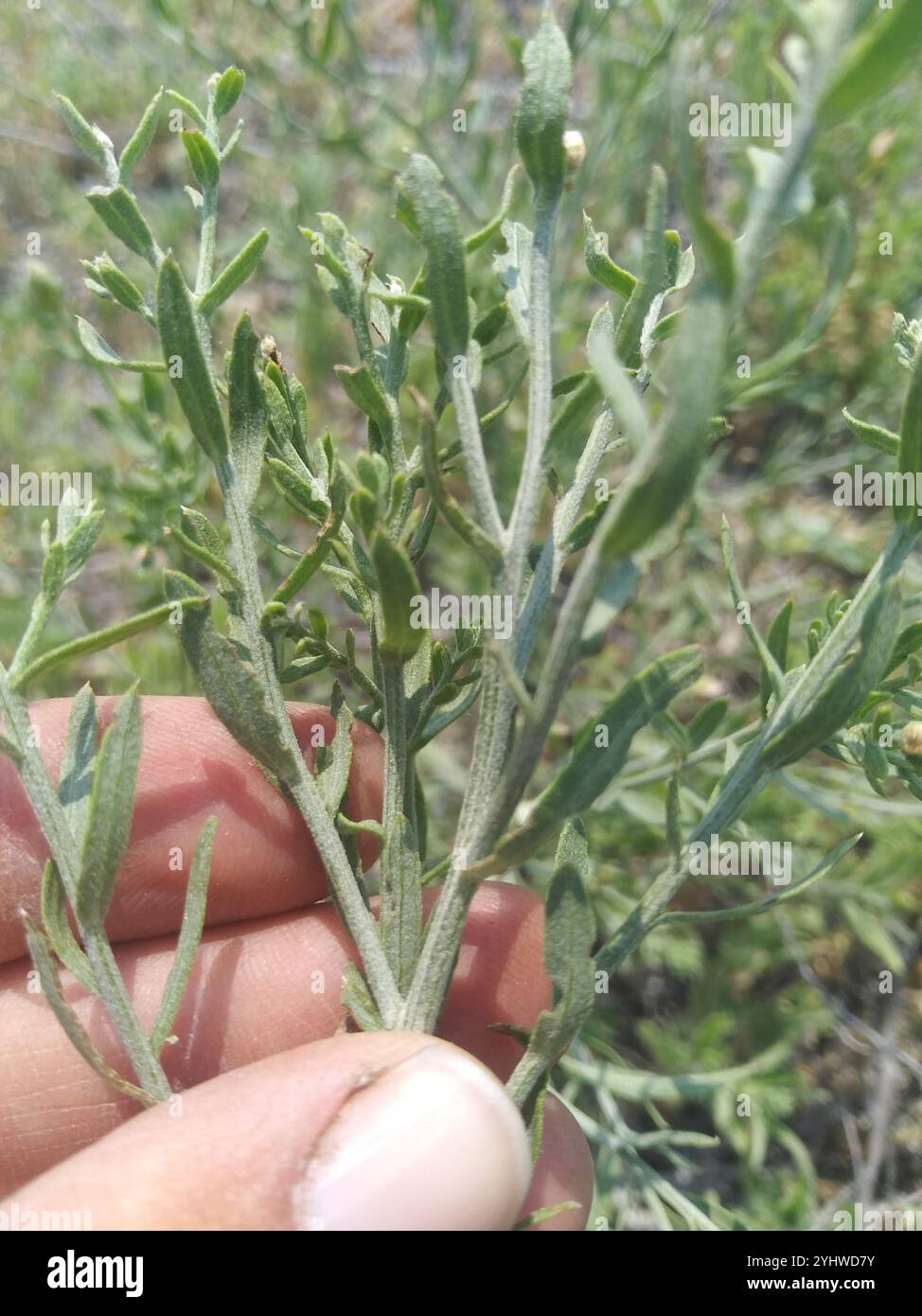 Russian knapweed (Rhaponticum repens Stock Photo - Alamy