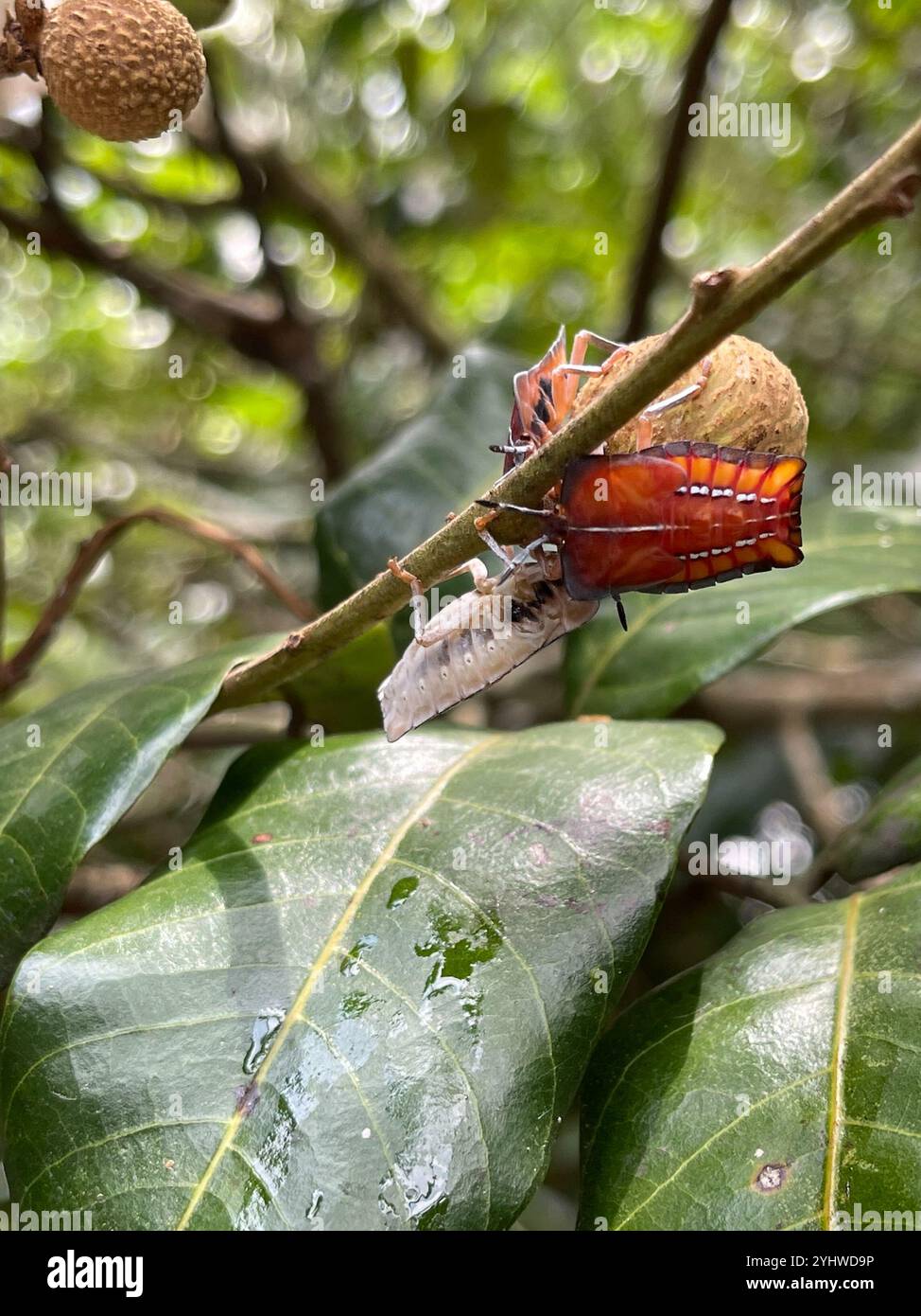 Lychee bug hi-res stock photography and images - Alamy