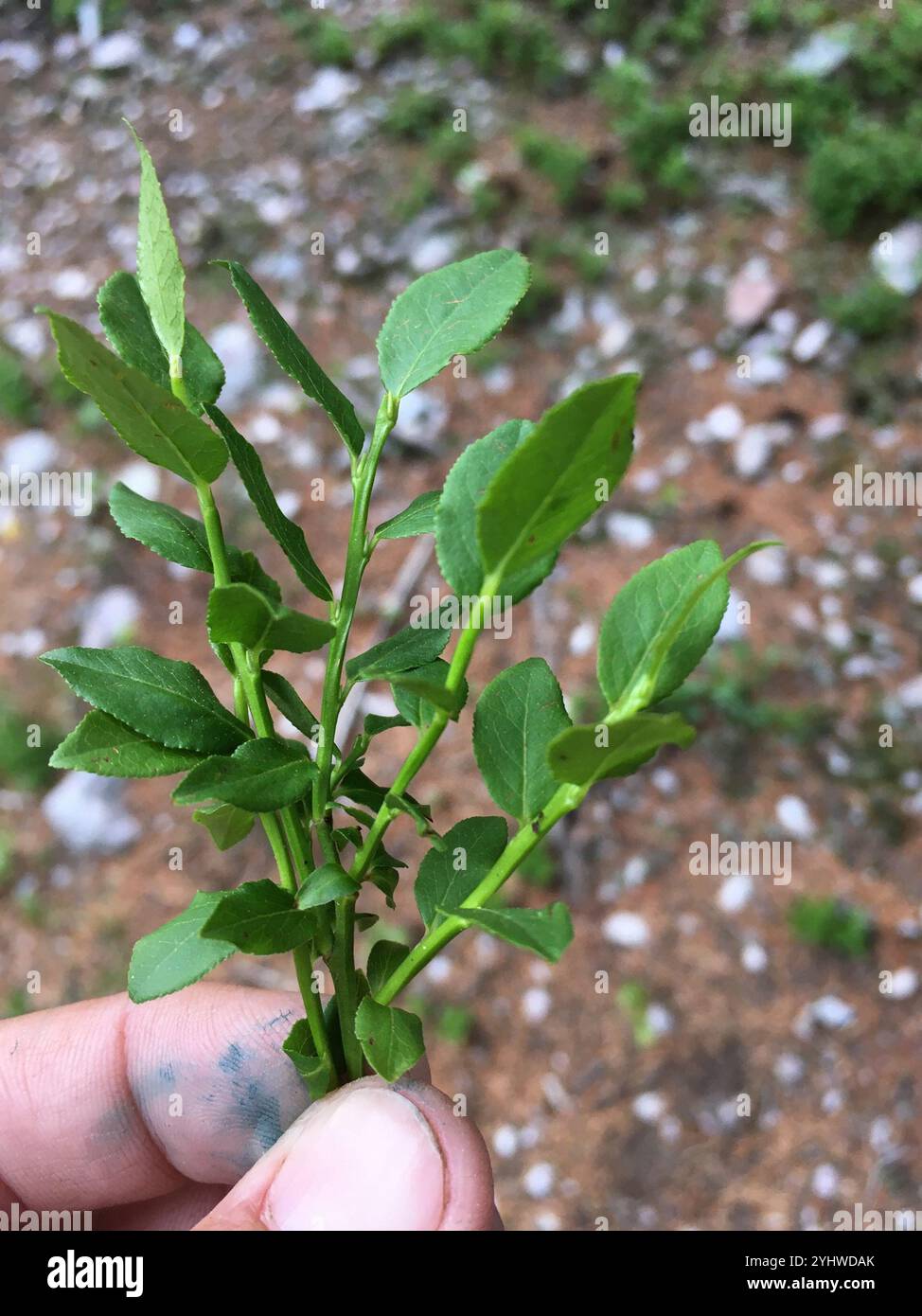 Vaccinium scoparium hi-res stock photography and images - Alamy