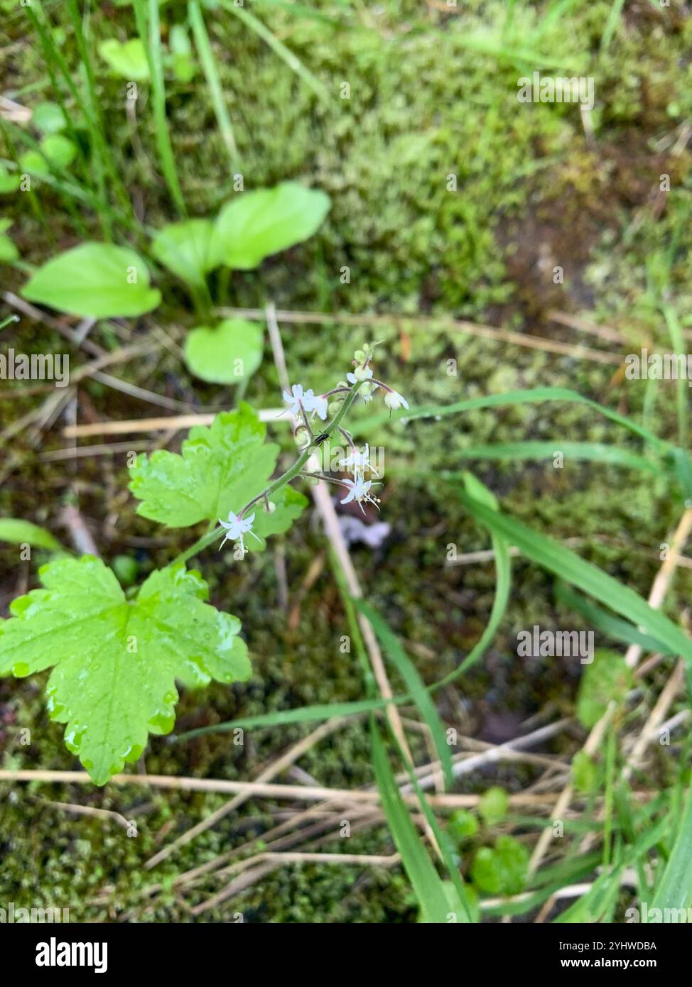 Oneleaf Foamflower (Tiarella trifoliata unifoliata Stock Photo - Alamy