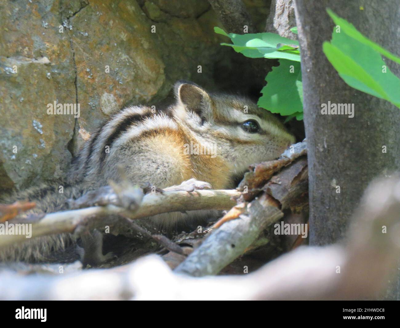 Yellow-pine Chipmunk (Neotamias amoenus Stock Photo - Alamy