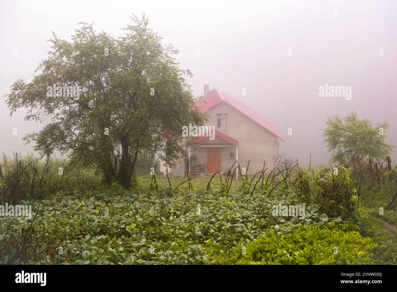 Misty countryside house surrounded by greenery, and vegetable garden ...
