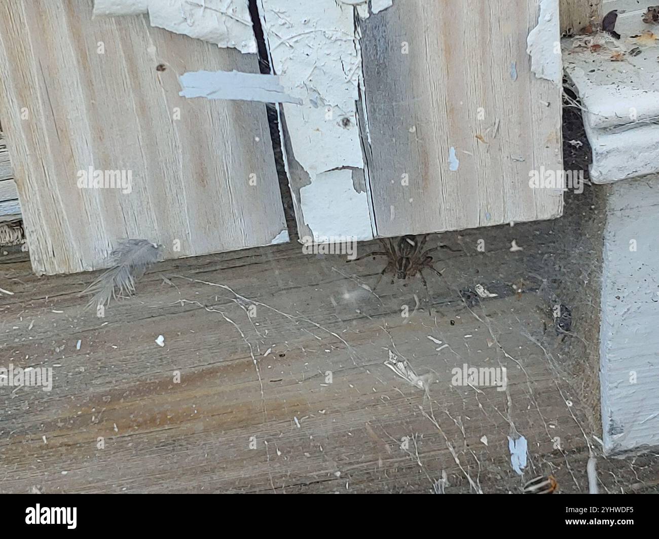 Grass Spiders (Agelenopsis Stock Photo - Alamy