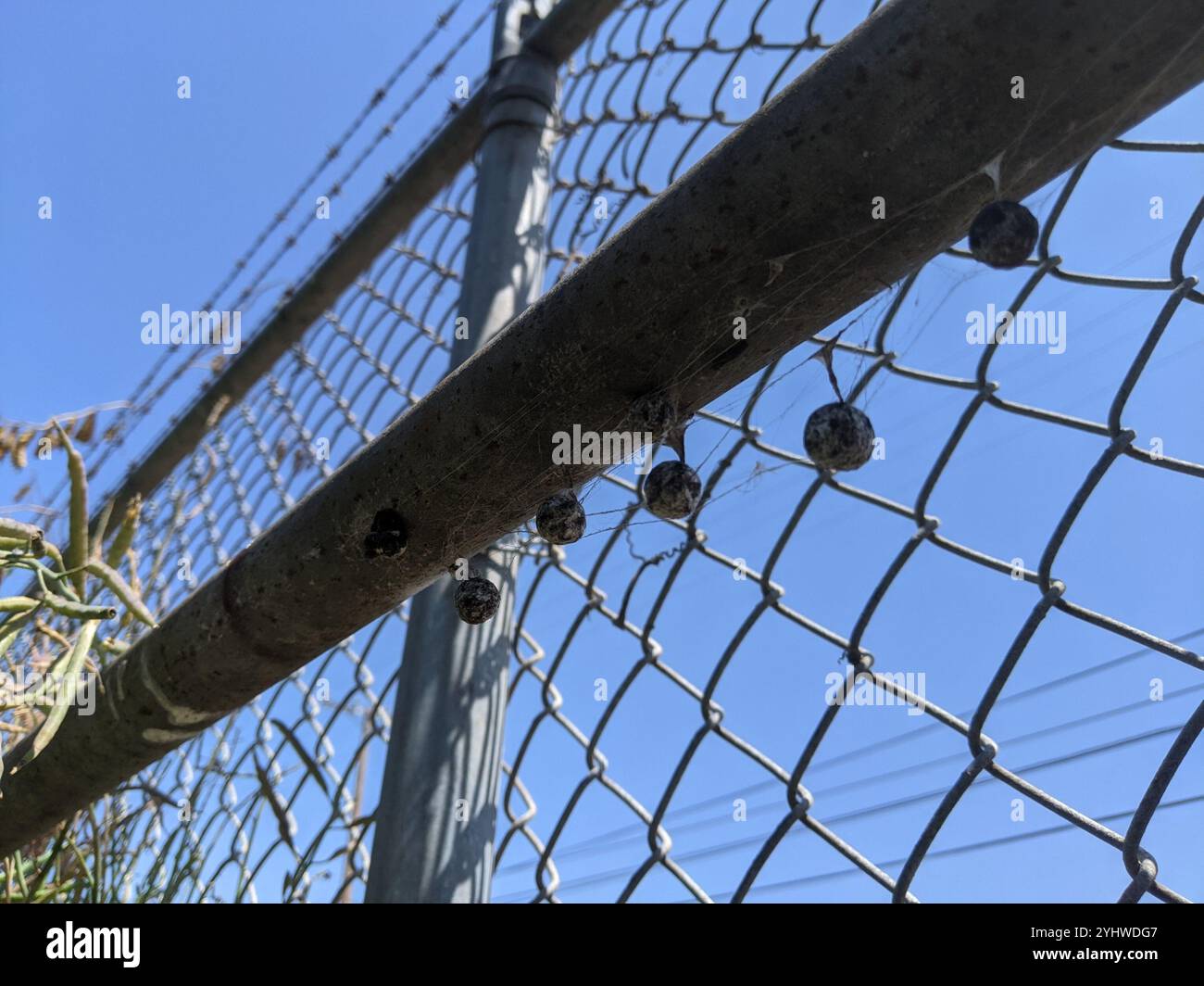 Southern Bolas Spider (Mastophora cornigera Stock Photo - Alamy