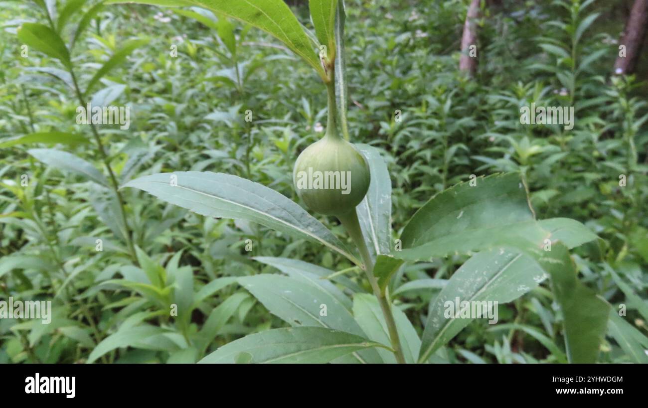 Goldenrod gall fly hi-res stock photography and images - Alamy