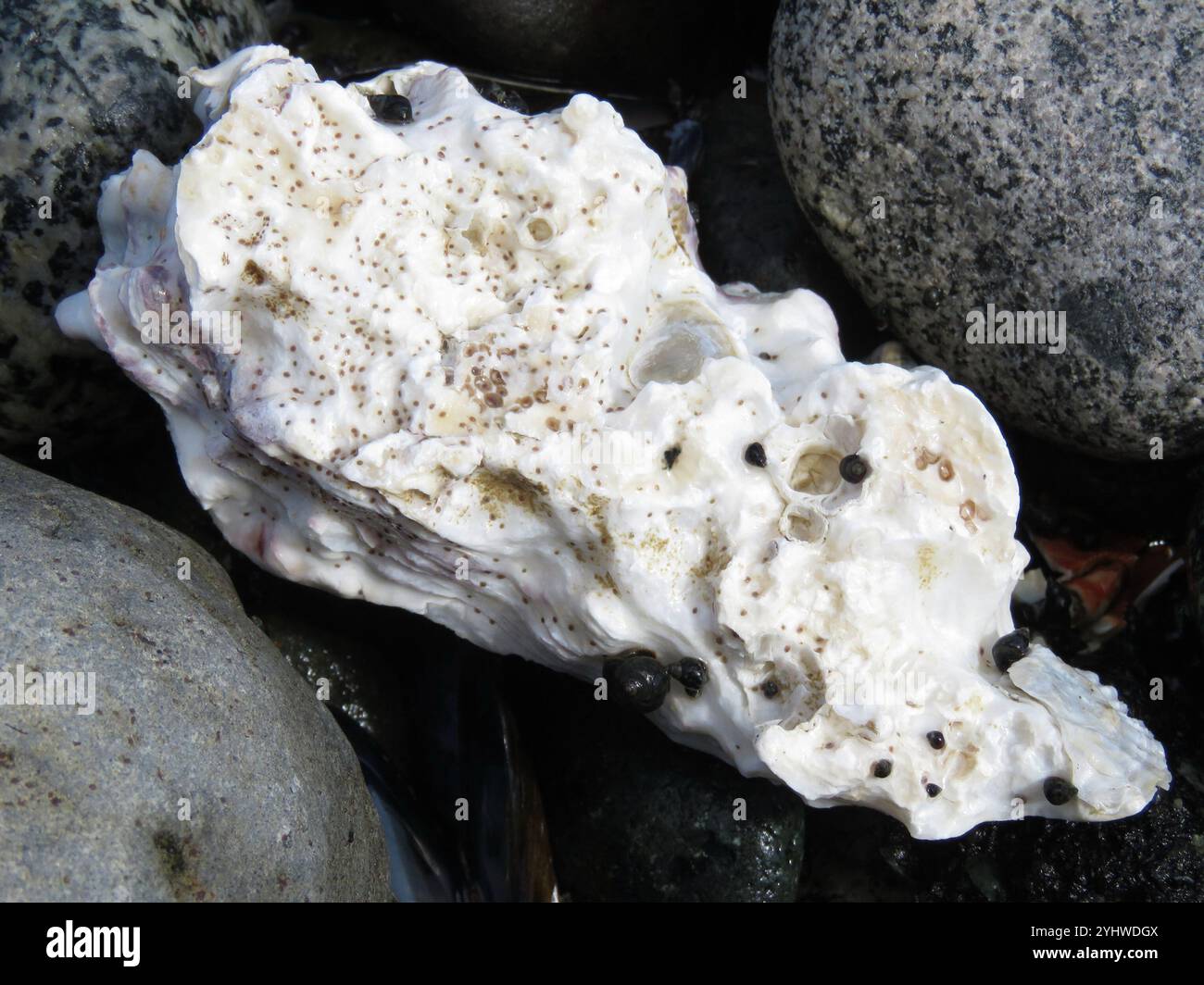 Pacific Oyster (Magallana gigas Stock Photo - Alamy Pacific Oyster (Magallana gigas Stock Photo - Alamy