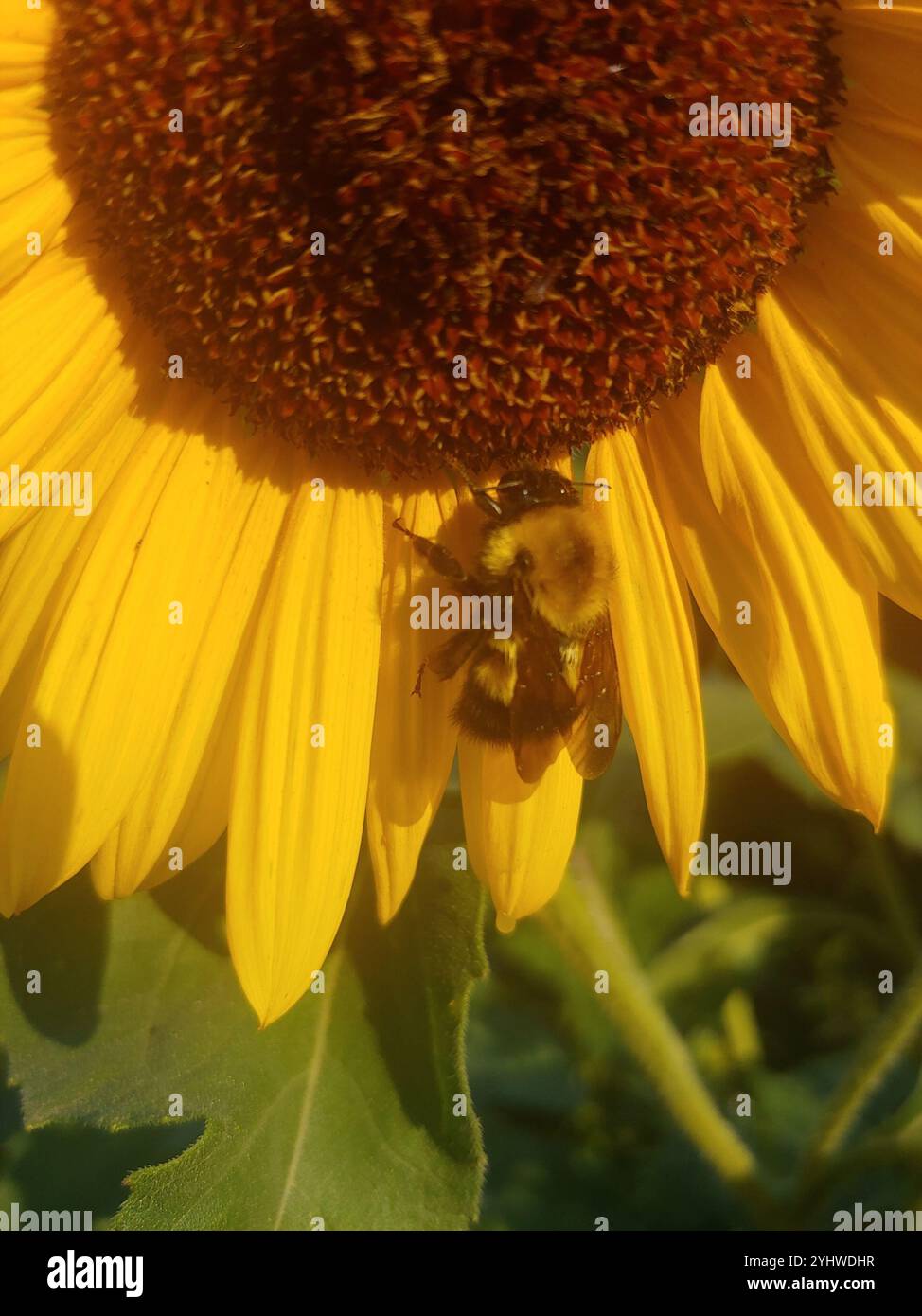 Perplexing Bumble Bee (Bombus perplexus Stock Photo - Alamy