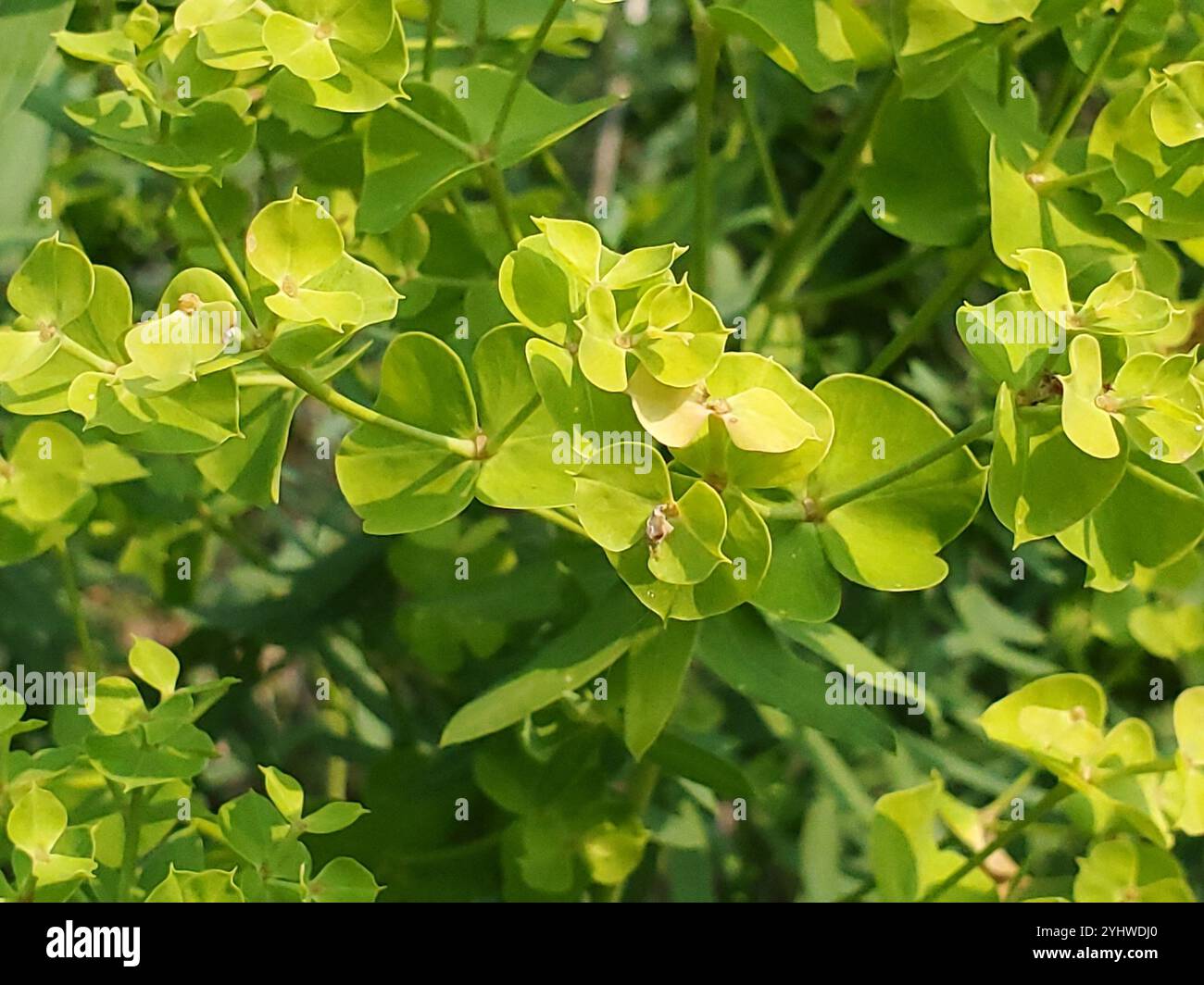 leafy spurge (Euphorbia esula Stock Photo - Alamy
