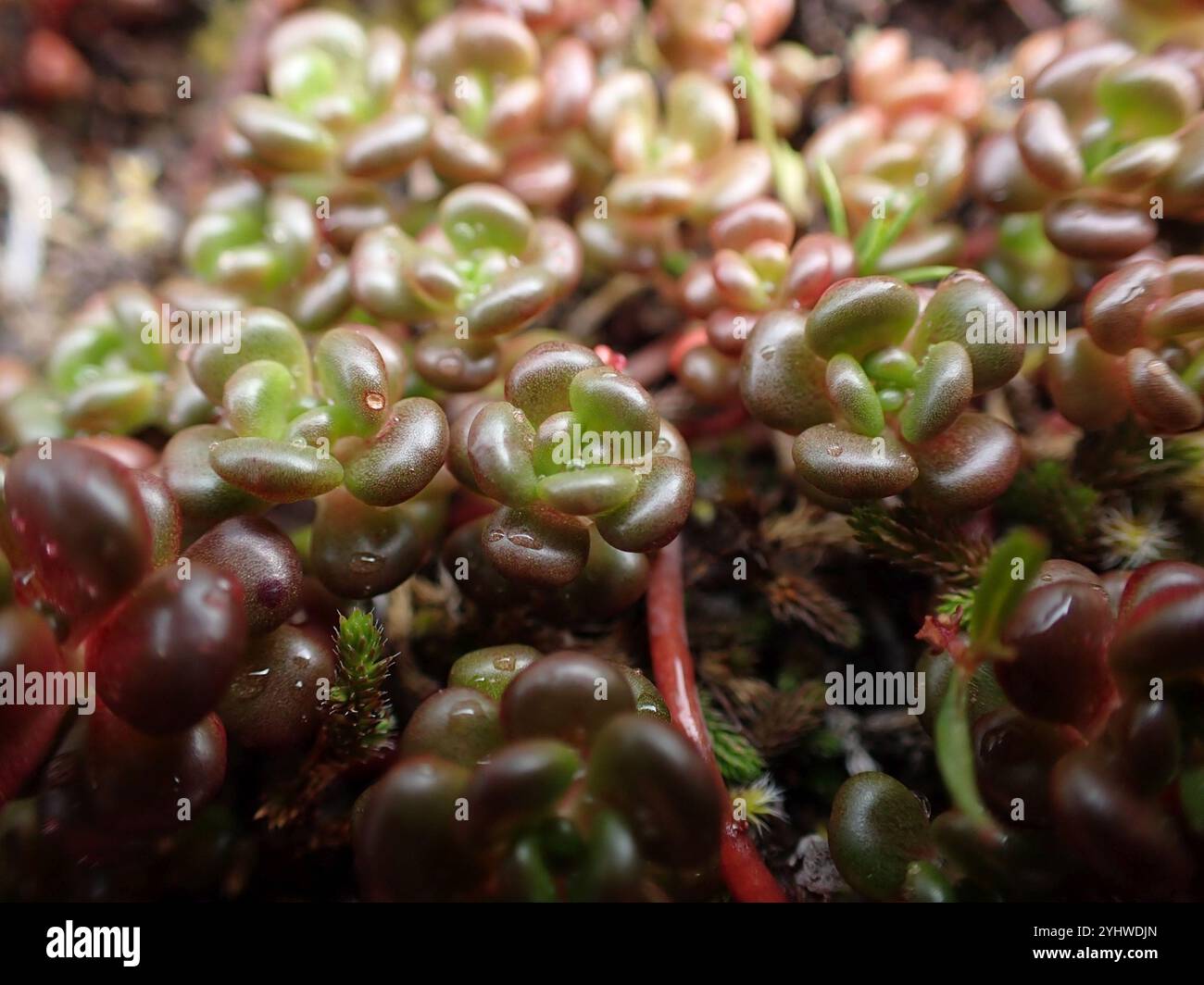Oregon Stonecrop (Sedum oreganum Stock Photo - Alamy