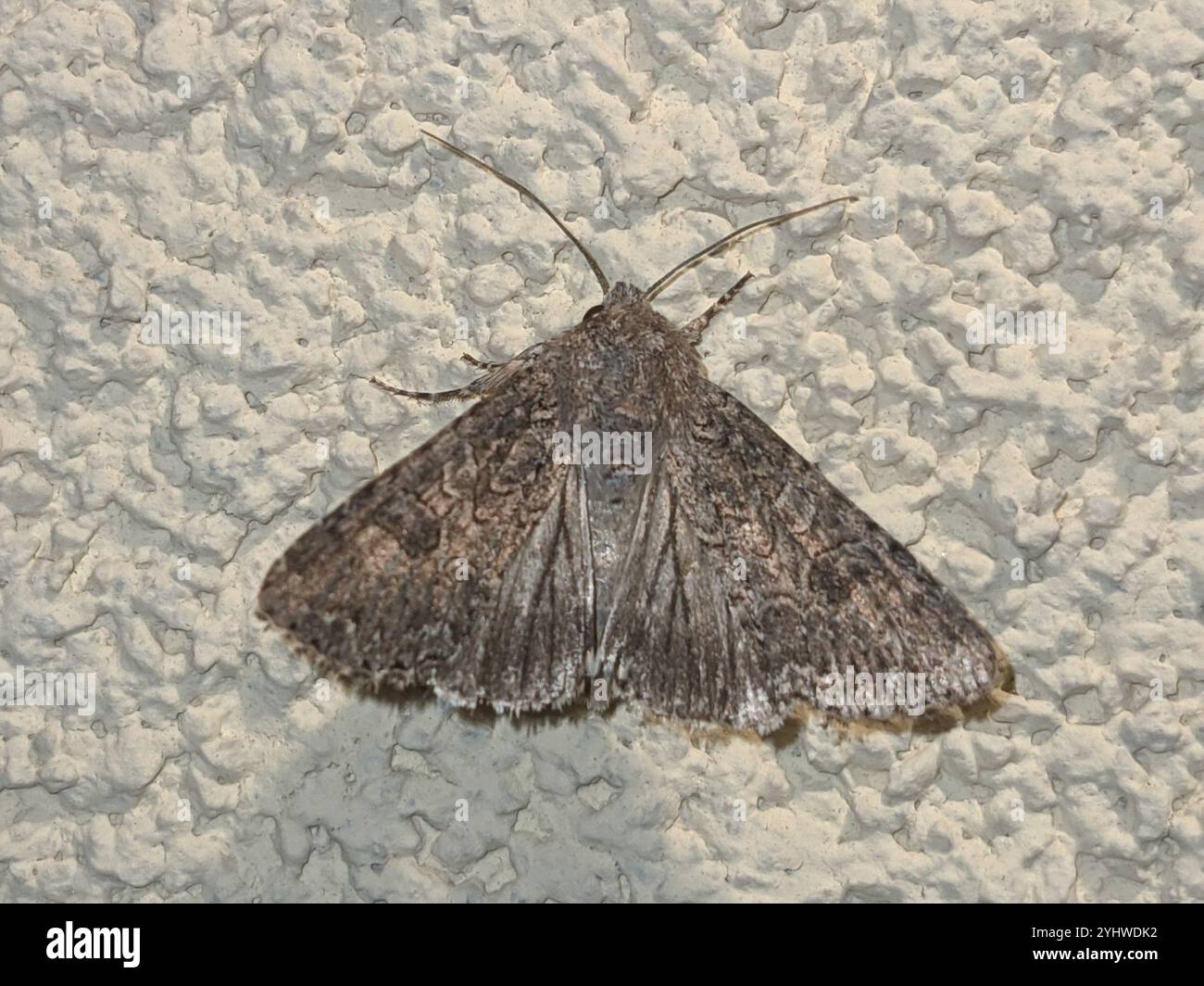 Nutmeg Moth (Anarta trifolii Stock Photo - Alamy