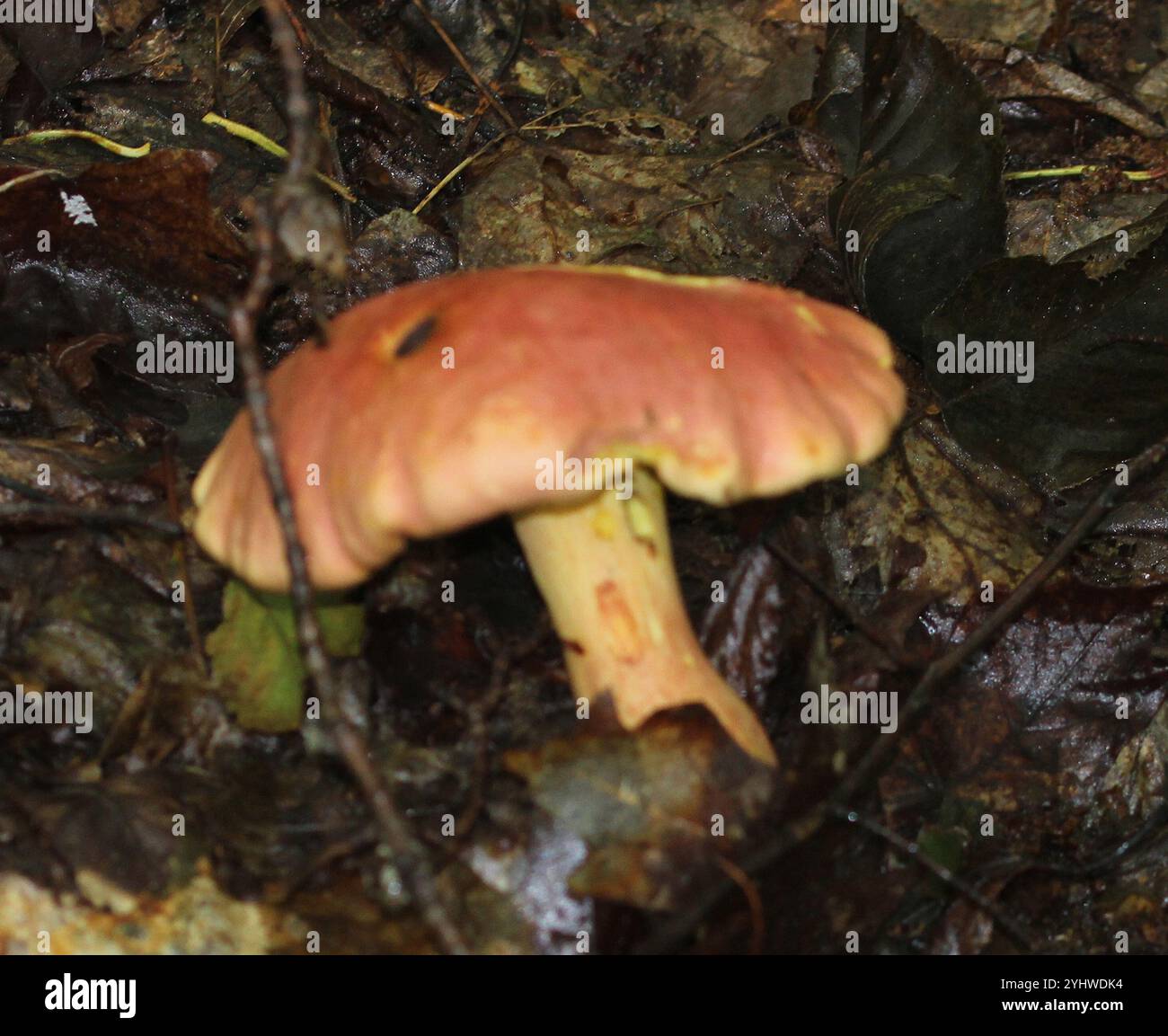 Boletus sensibilis hi-res stock photography and images - Alamy