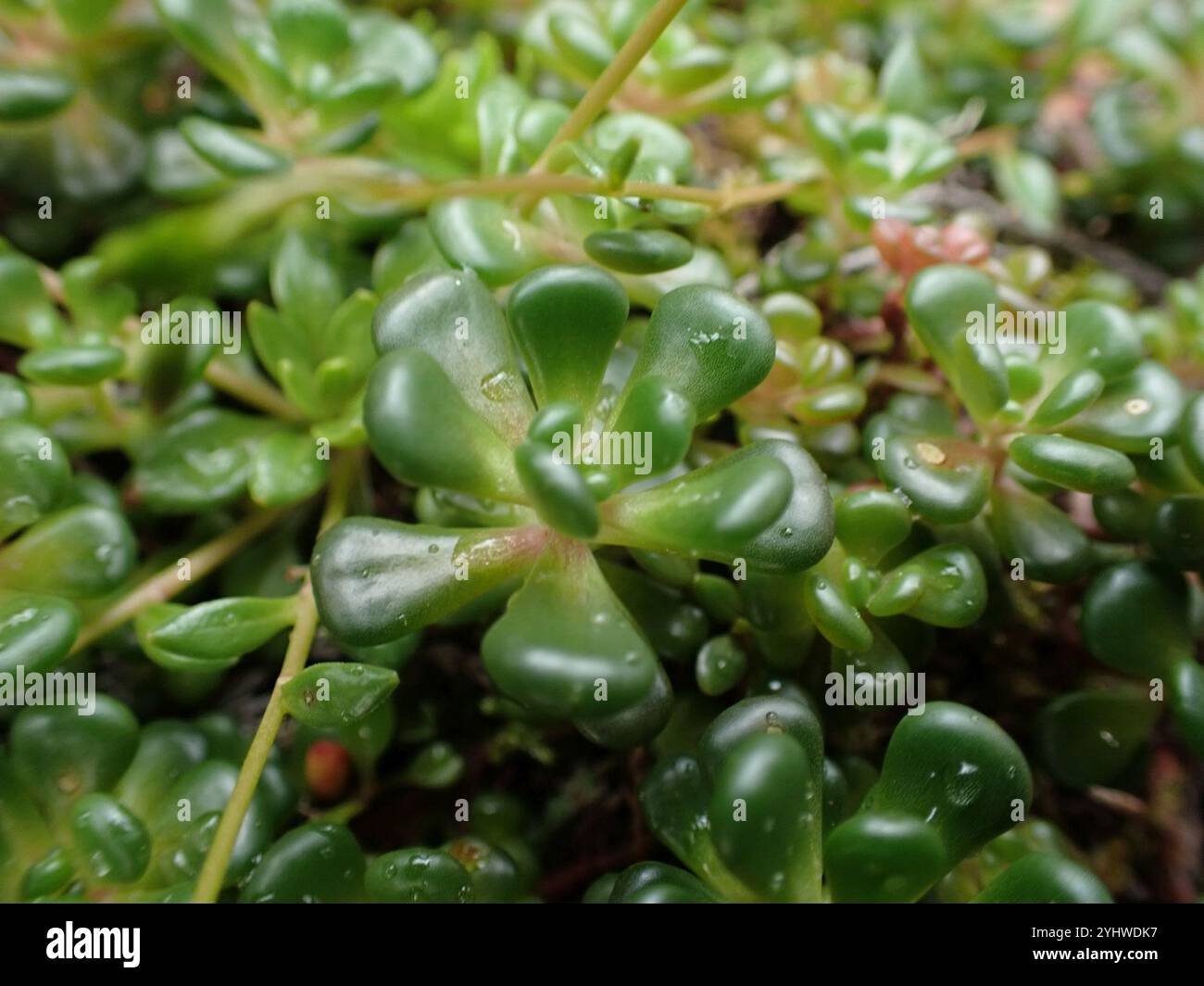 Oregon Stonecrop (Sedum oreganum Stock Photo - Alamy