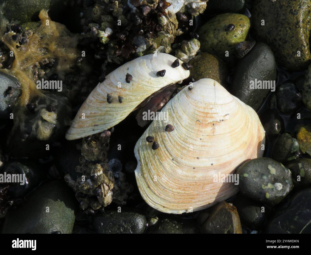 Butter Clam (Saxidomus gigantea Stock Photo - Alamy