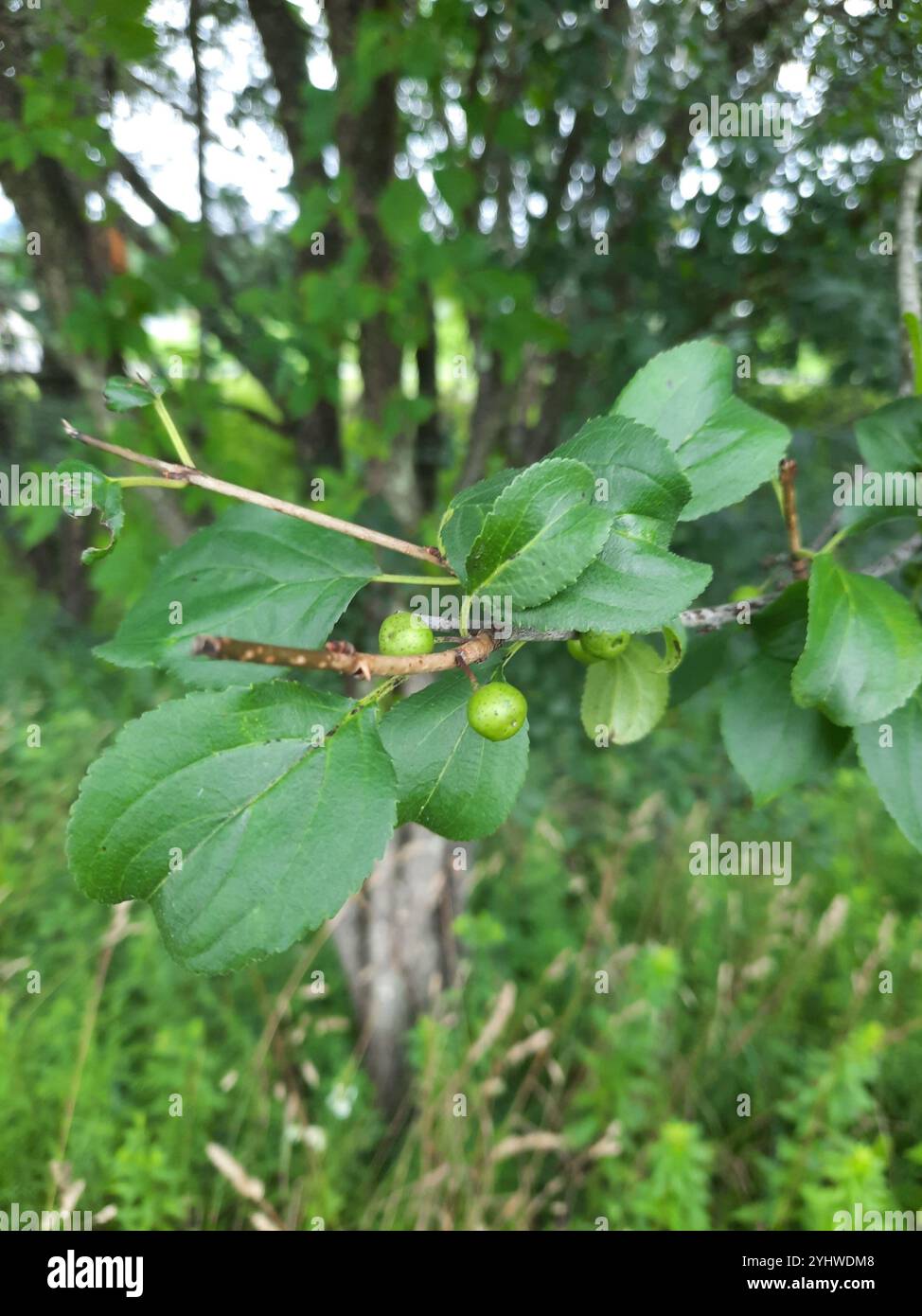 common buckthorn (Rhamnus cathartica Stock Photo - Alamy