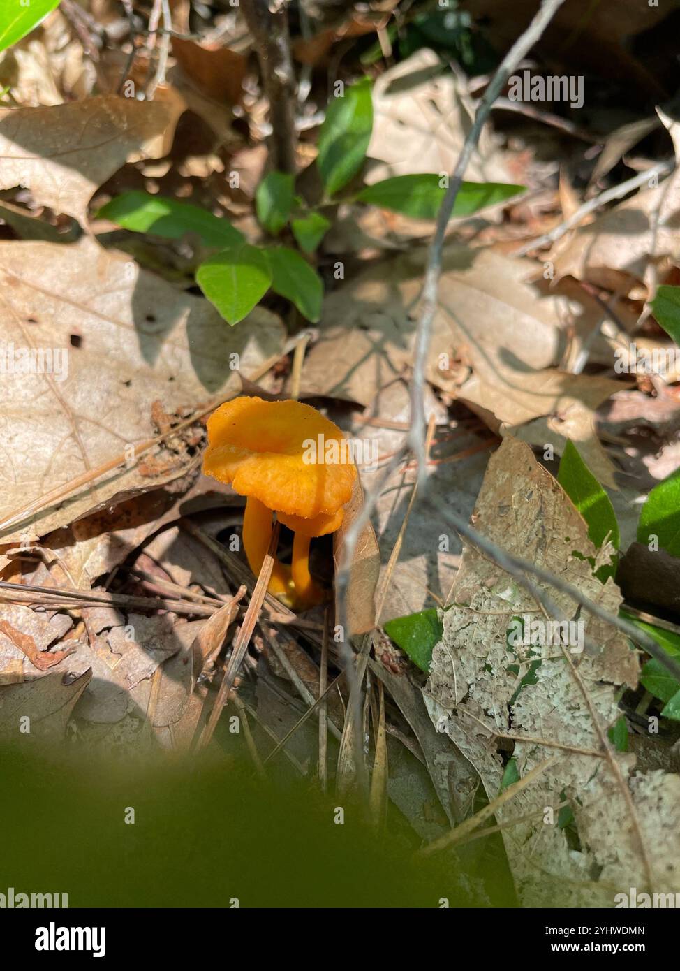 flame trumpet (Craterellus ignicolor Stock Photo - Alamy