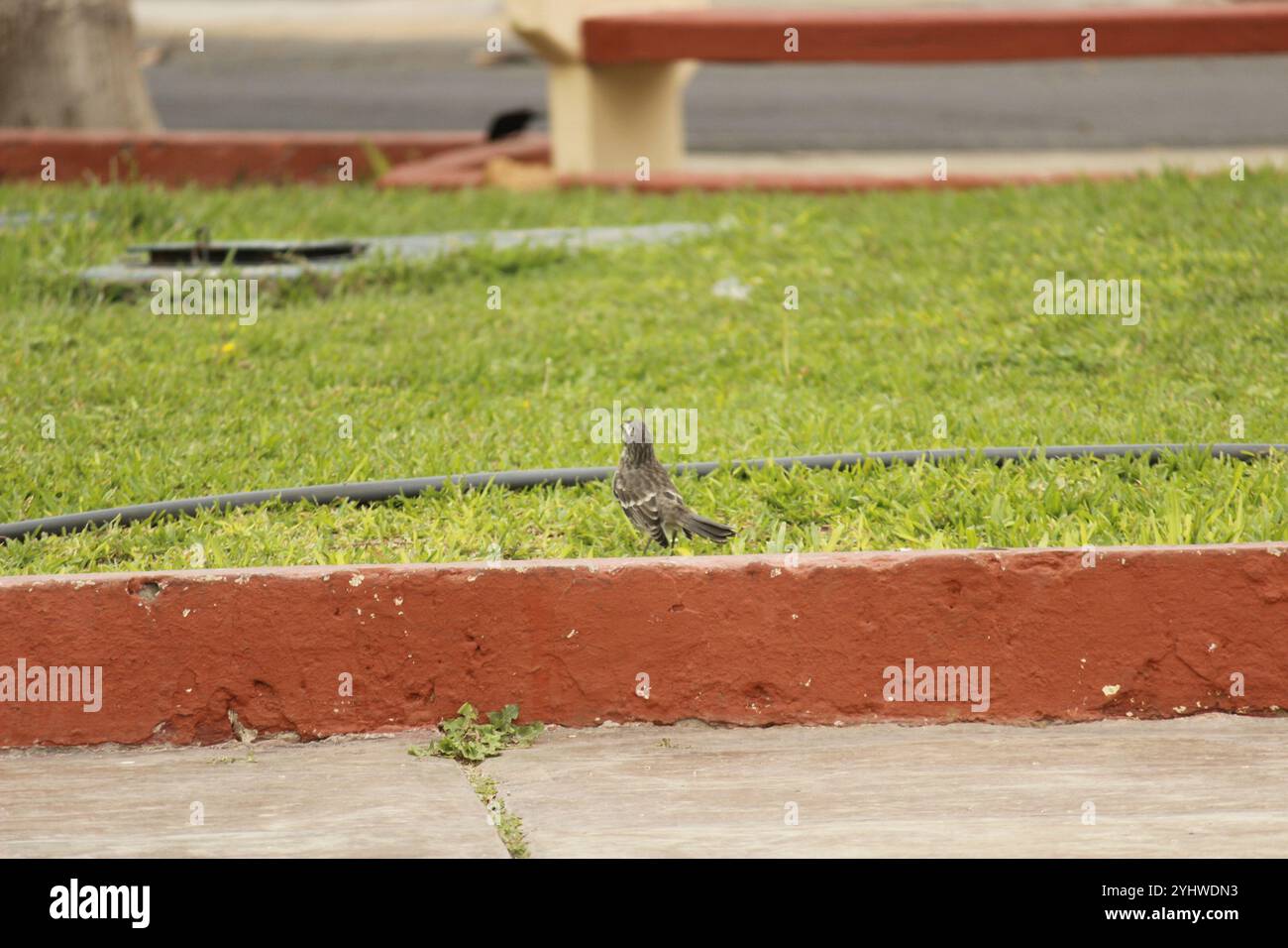 Long-tailed Mockingbird (Mimus longicaudatus Stock Photo - Alamy