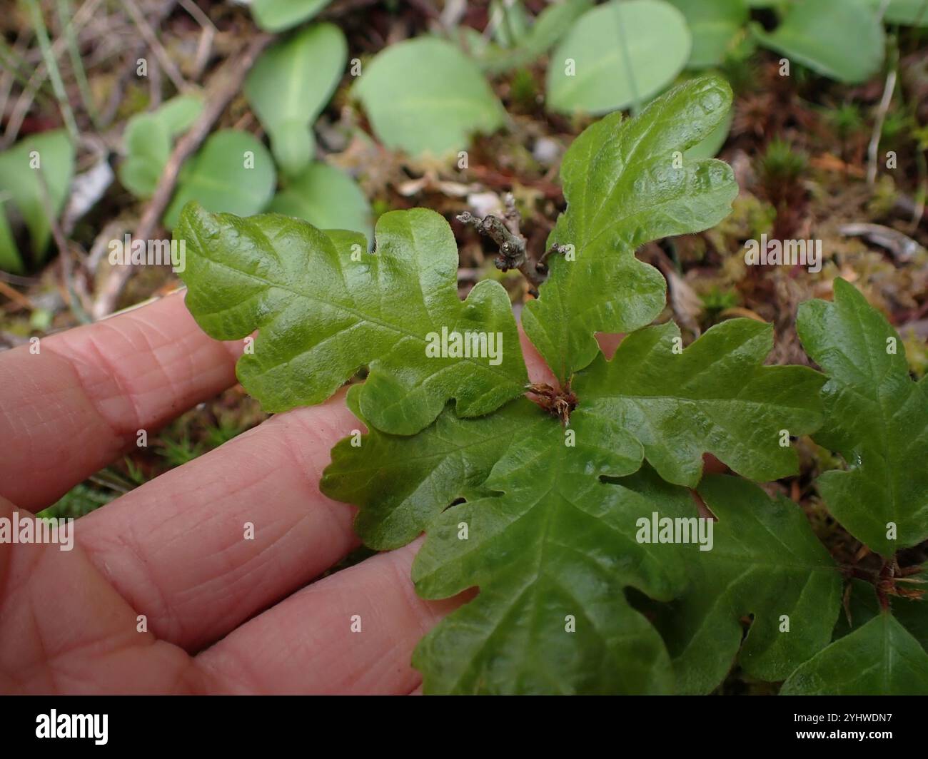 Oregon oak (Quercus garryana Stock Photo - Alamy