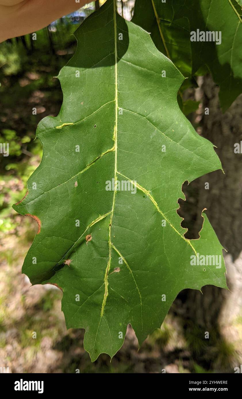 Oak Vein Pocket Gall Midge (Macrodiplosis qoruca Stock Photo - Alamy