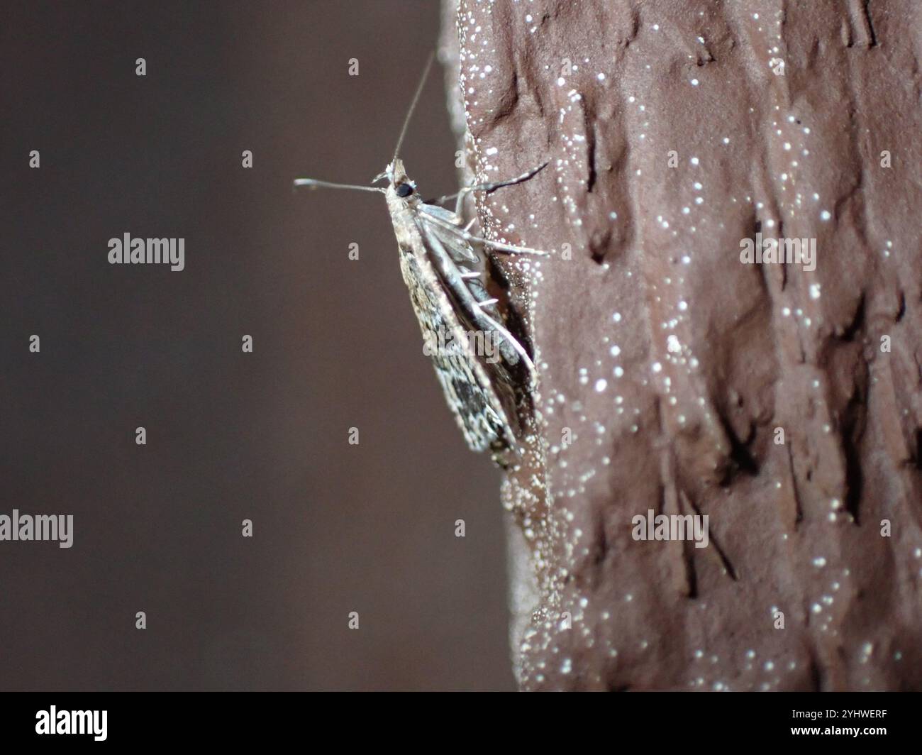 Montana Six-plume Moth (Alucita montana Stock Photo - Alamy