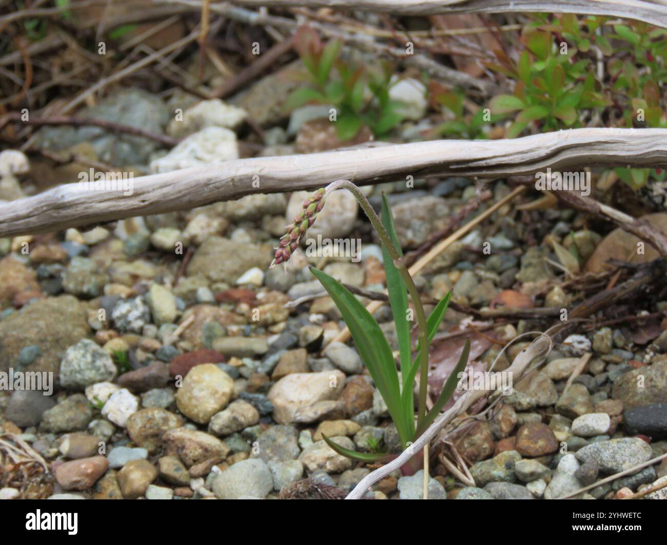 Alaska Plantain (Plantago macrocarpa Stock Photo - Alamy