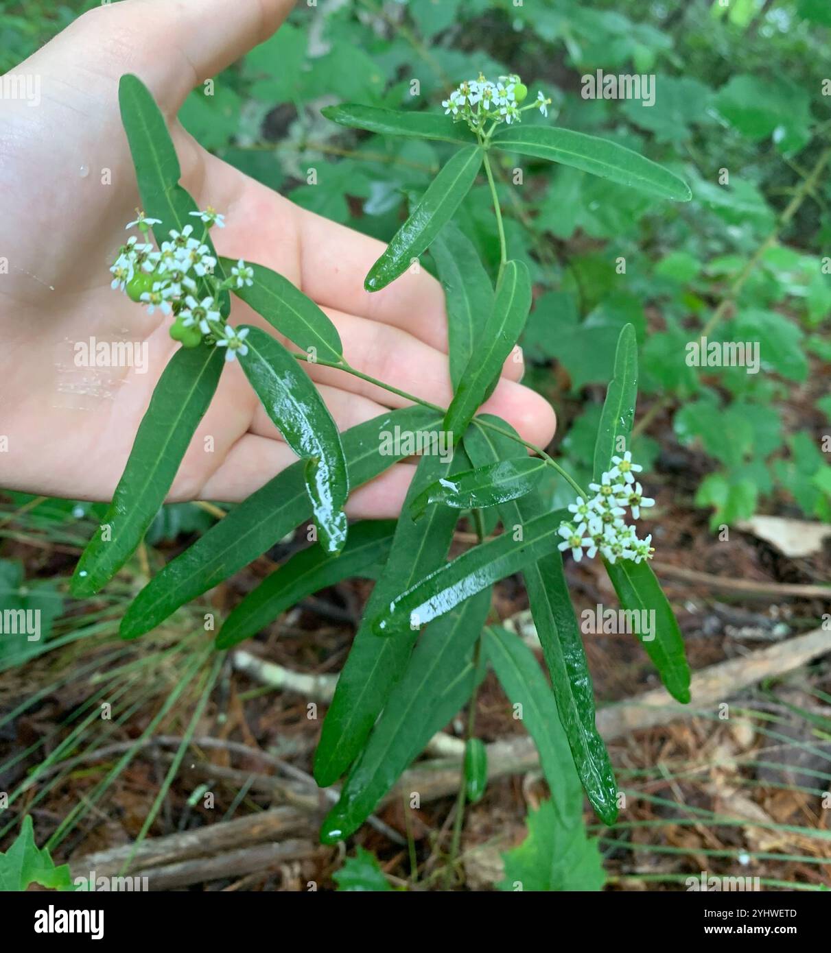 False Flowering Spurge (Euphorbia pubentissima Stock Photo - Alamy