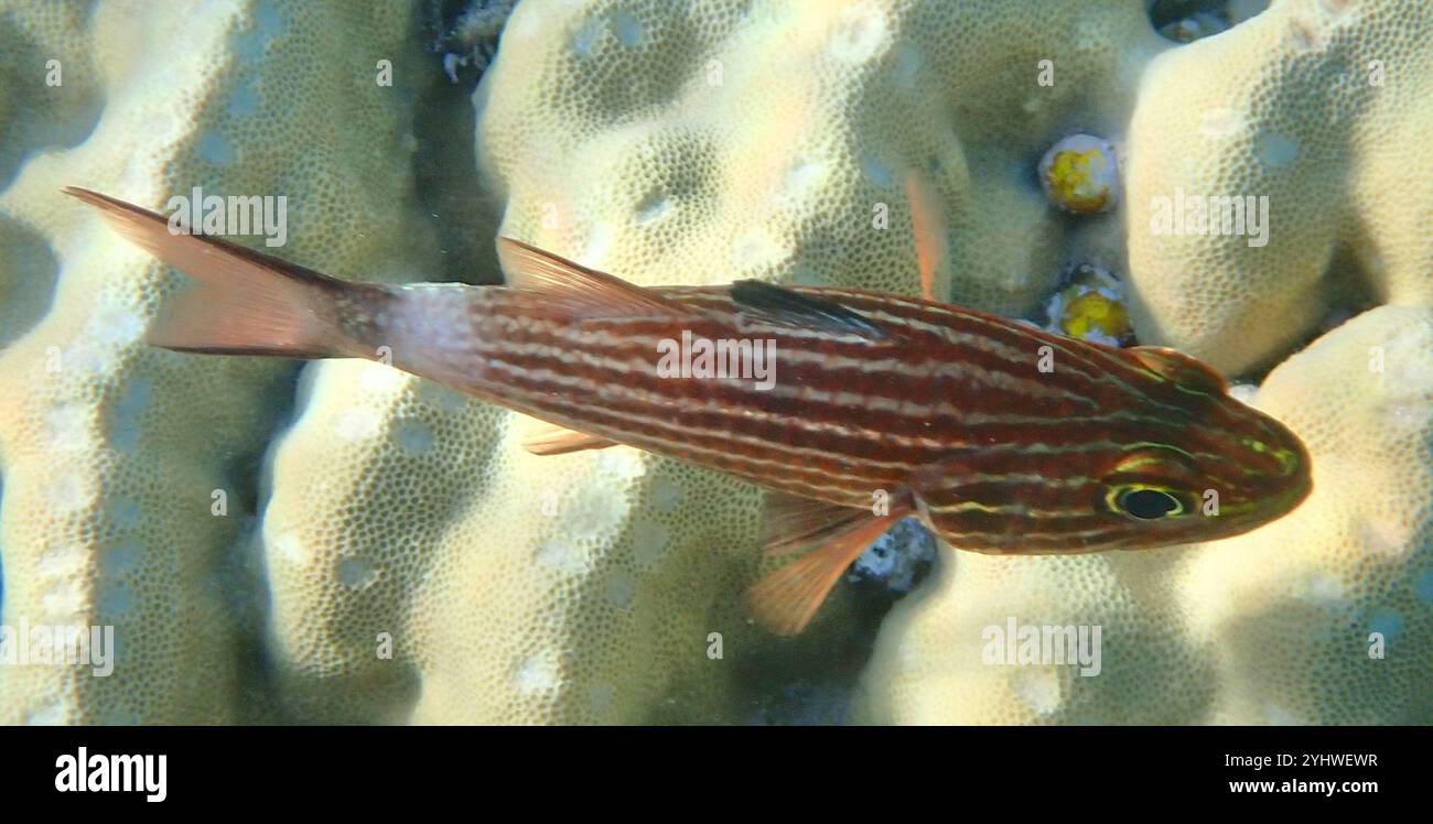 Tiger Cardinalfish (Cheilodipterus macrodon Stock Photo - Alamy