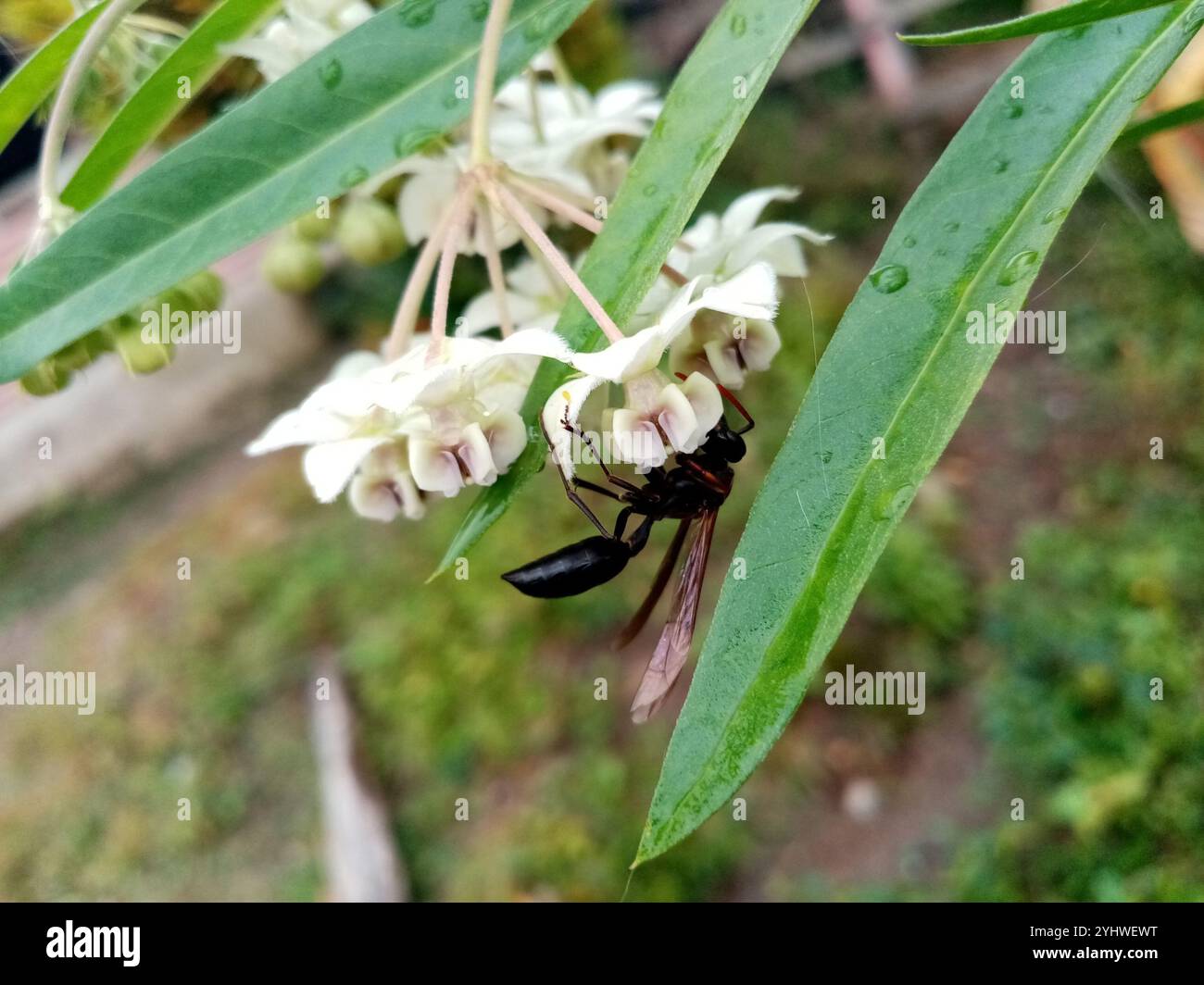 Hornets, Paper Wasps, Potter Wasps, and Allies (Vespidae Stock Photo ...