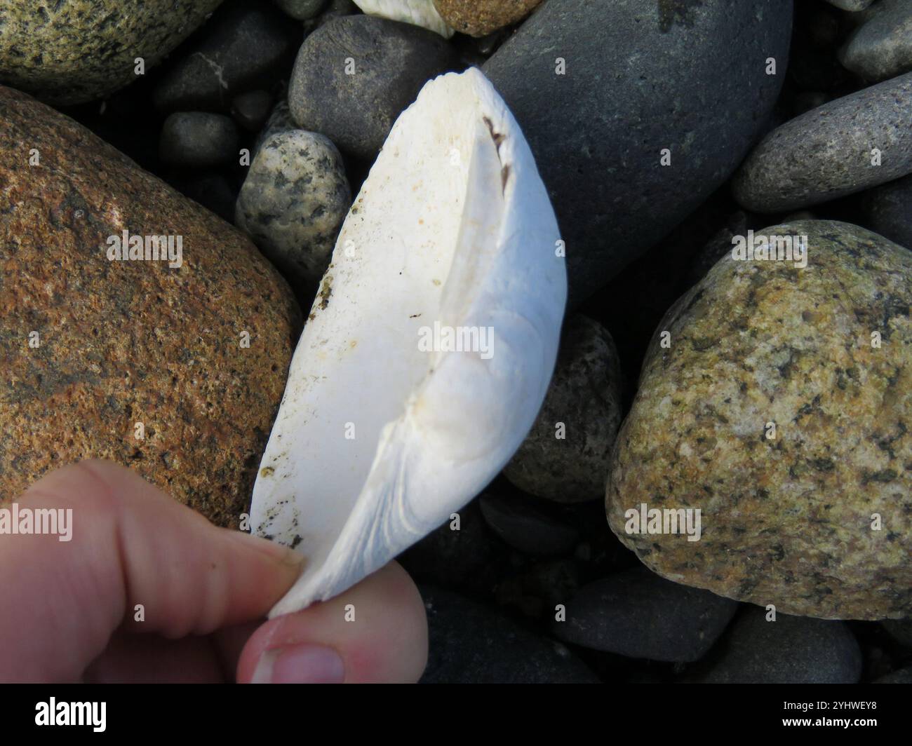 Butter Clam (Saxidomus gigantea Stock Photo - Alamy