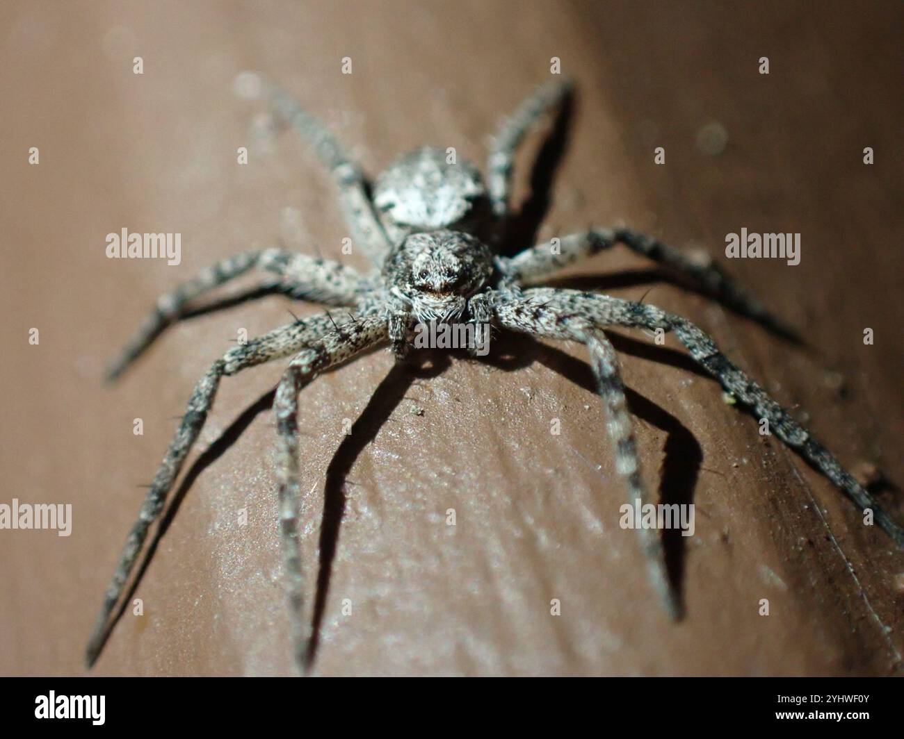 Running Crab Spiders (Philodromus Stock Photo - Alamy