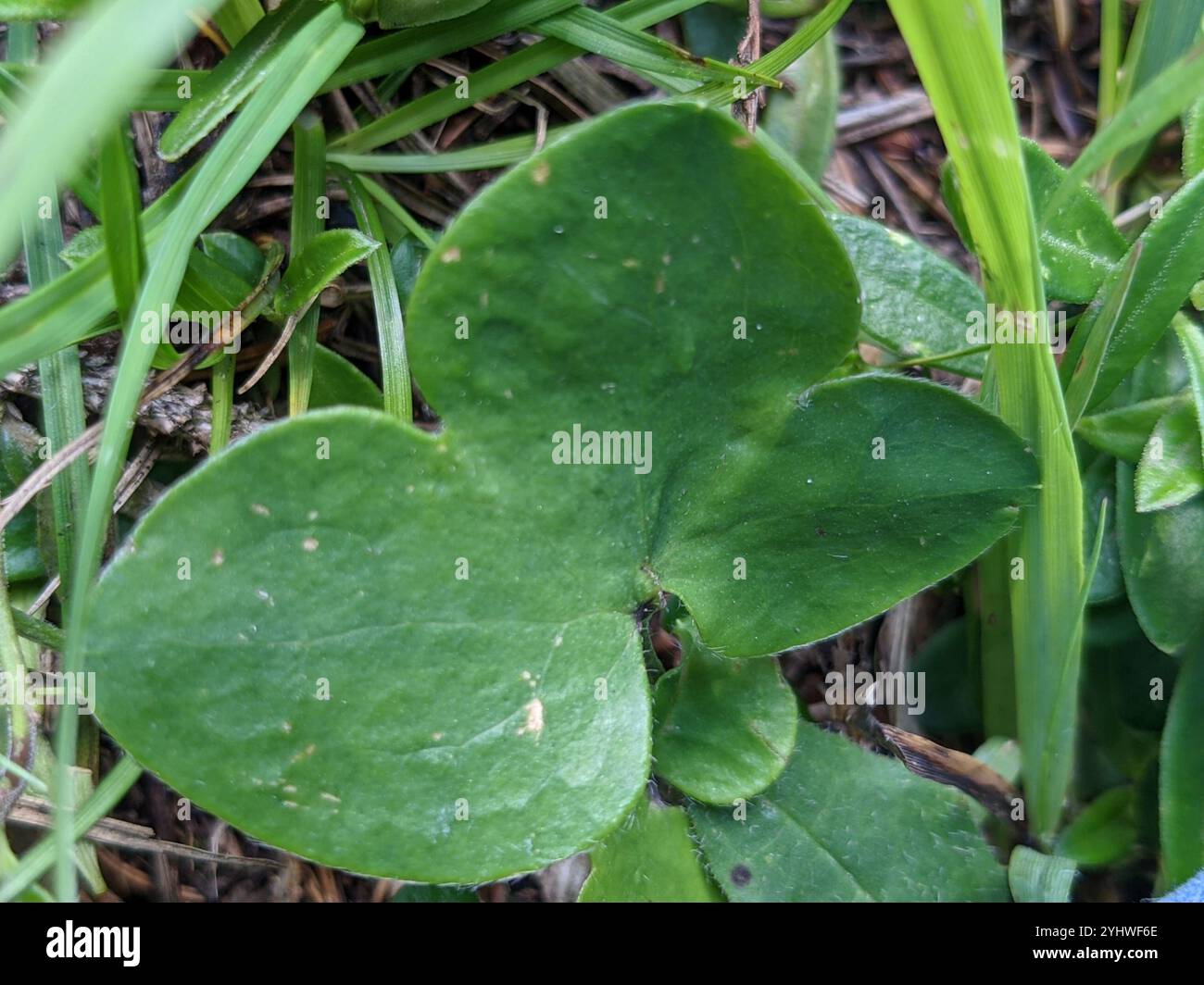 Liverleaf (Hepatica nobilis Stock Photo - Alamy
