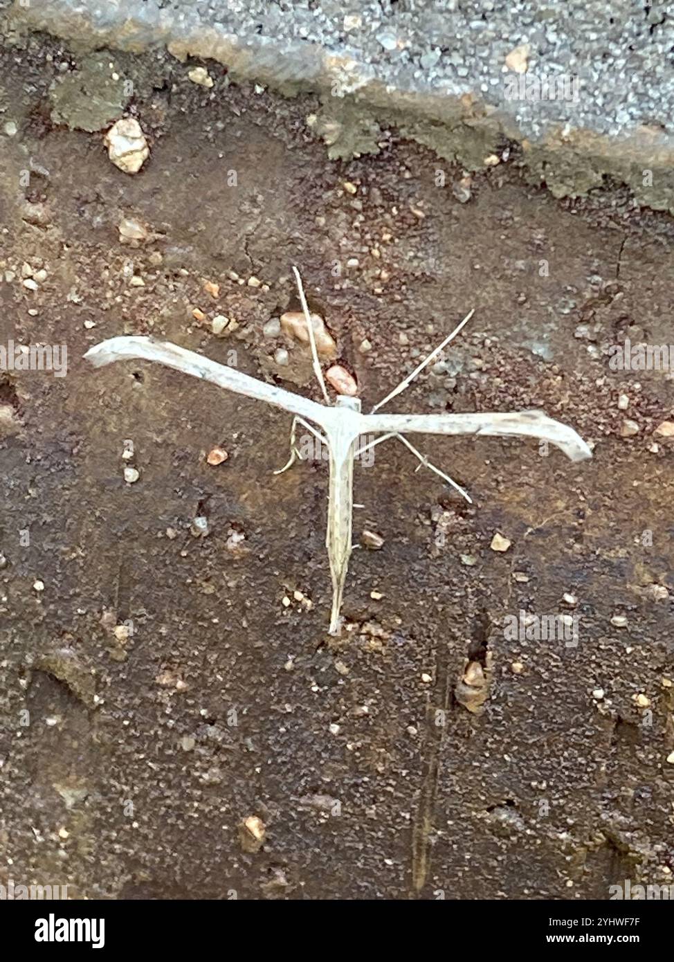 Morning-glory Plume Moth (Emmelina monodactyla Stock Photo - Alamy